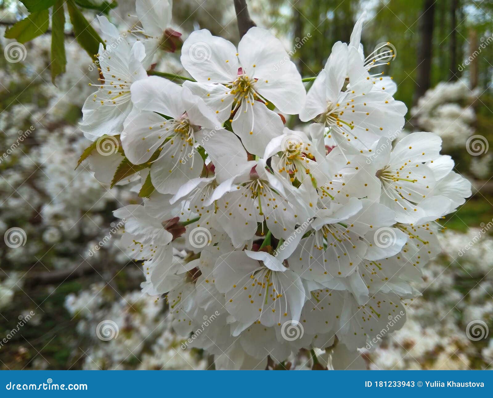 Flowers of the Cherry Blossoms on a Spring Day Stock Image - Image of ...