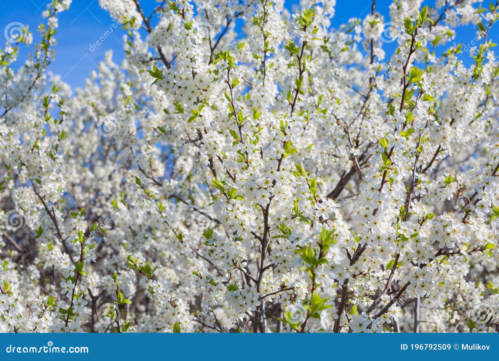 Flowers of the Cherry Blossoms on a Spring Stock Image - Image of color ...
