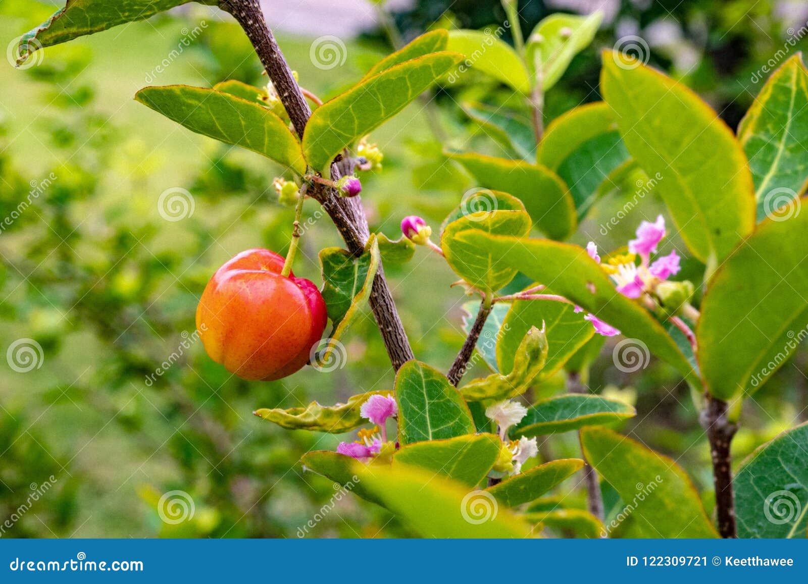 Flowers Cherry and Red Cherry Stock Image - Image of flowers, cherry ...