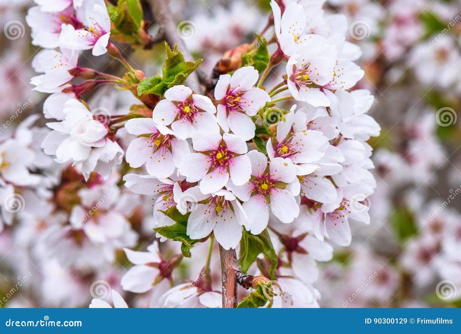 Flowers of the cherry stock image. Image of blossom, blossoms - 90300129