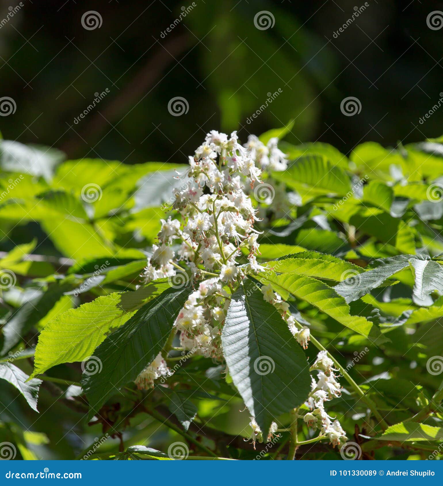 Flowers of chestnut tree stock image. Image of spring - 101330089