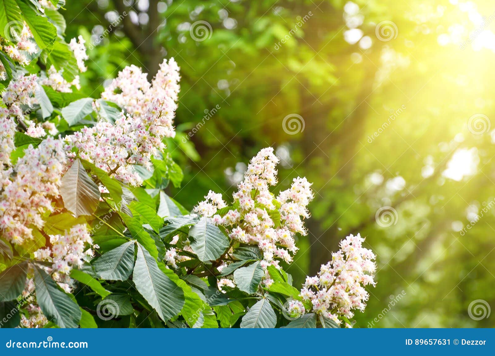Flowers of Chestnut Trees in Spring in the Park Stock Image - Image of ...