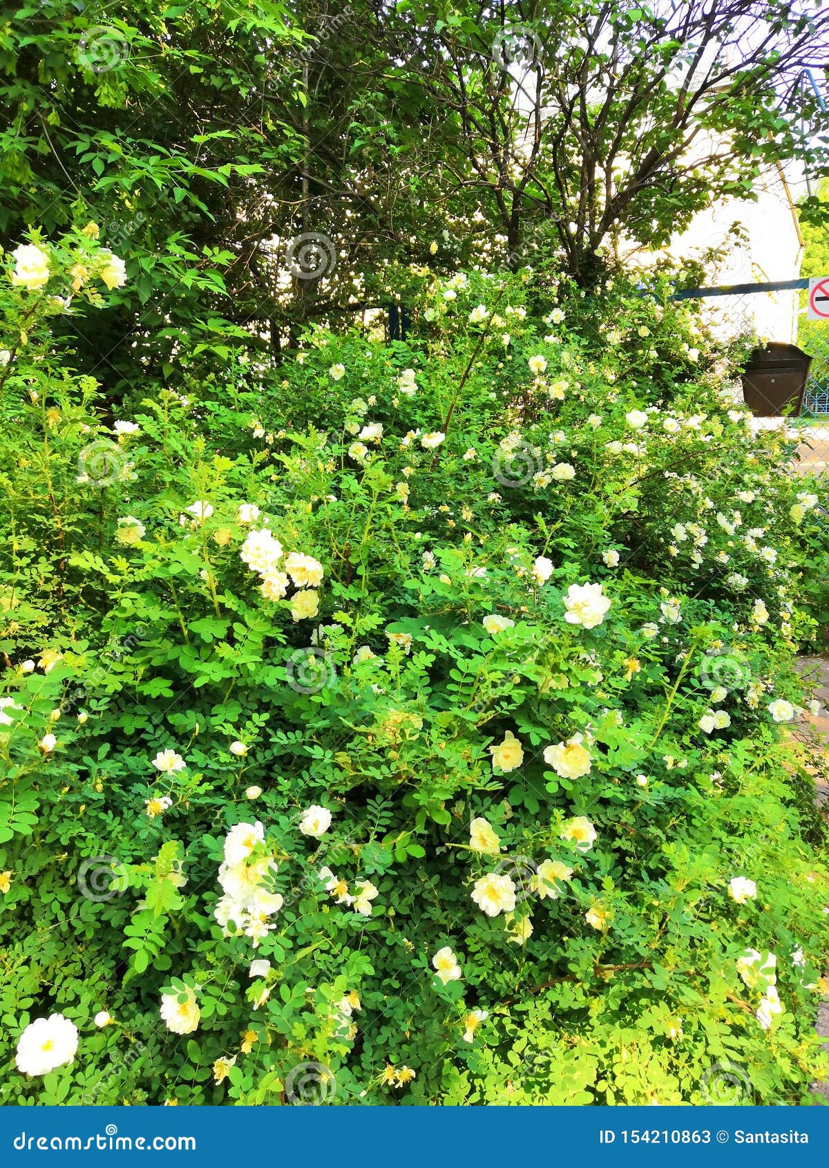 Really Flowers, Chic Fluffy Bushes of White Rose Hips Stock Image ...