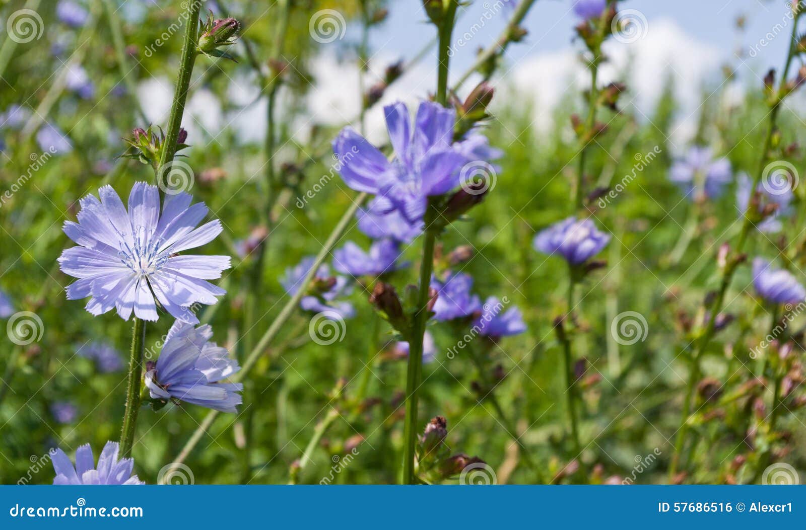 Flowers chicory stock photo. Image of flowers, green - 57686516