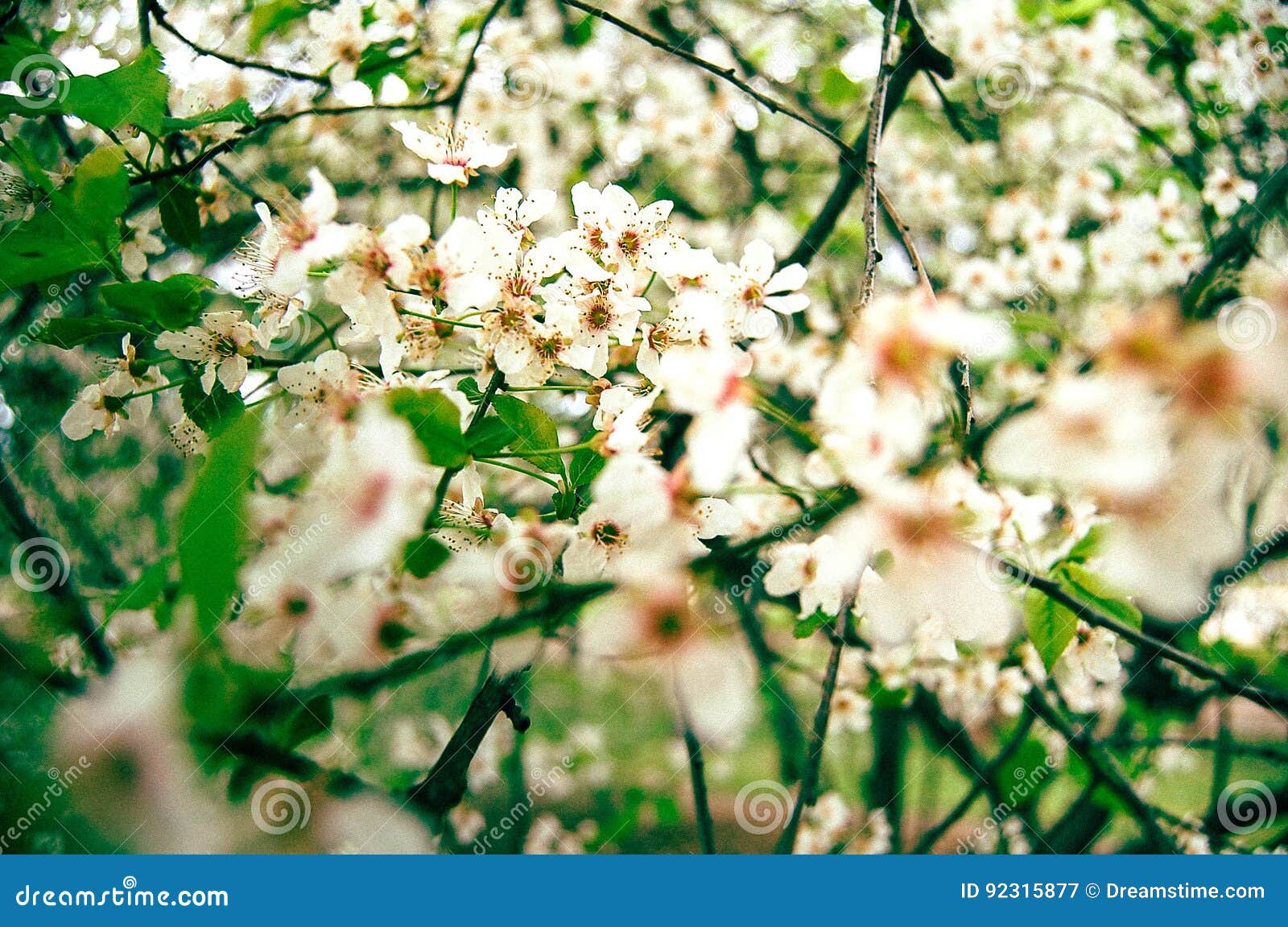 Flowers of chill stock image. Image of spring, flowers - 92315877