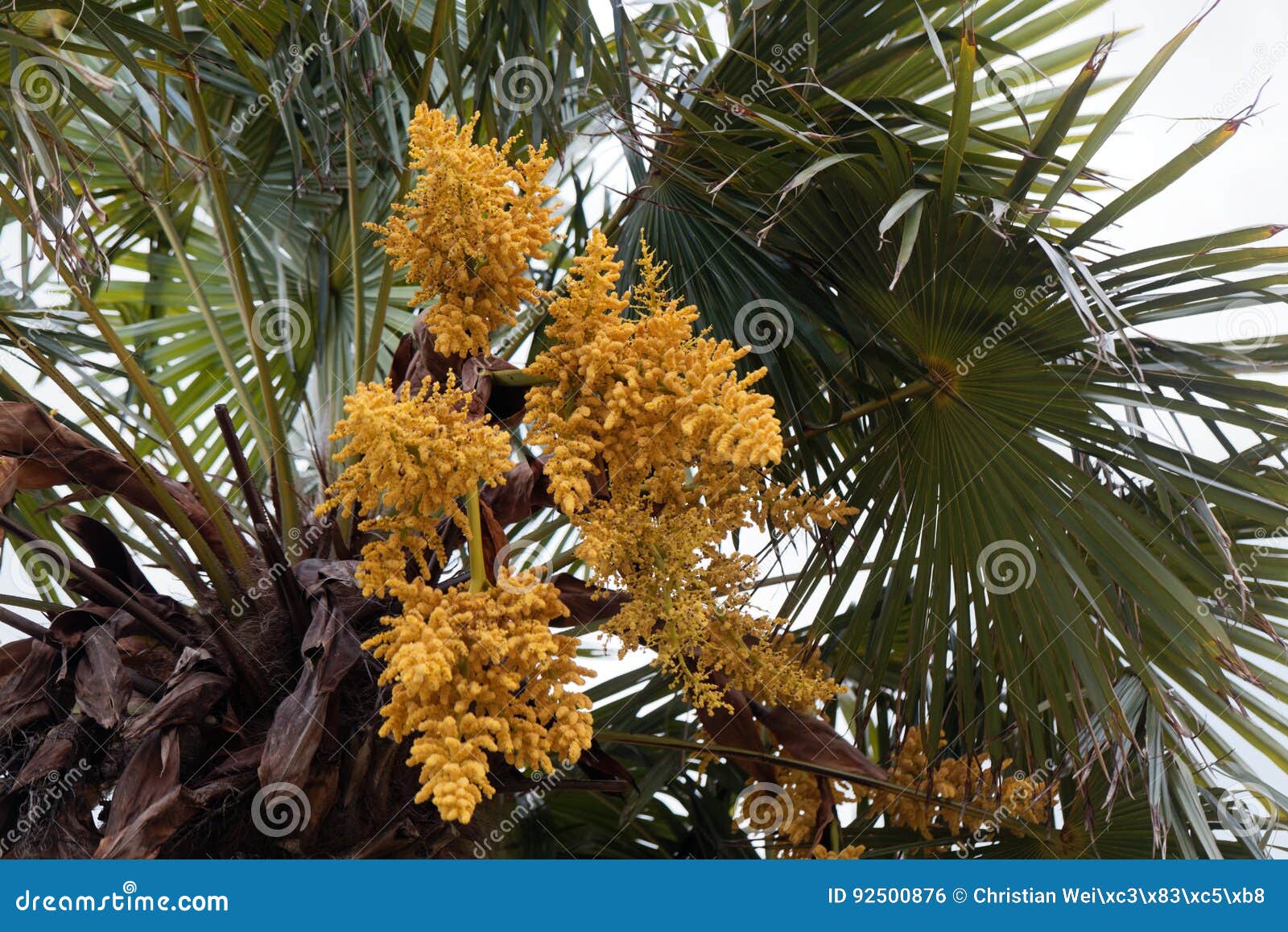 Flowers of a Chinese Windmill Palm Stock Photo - Image of exotic ...