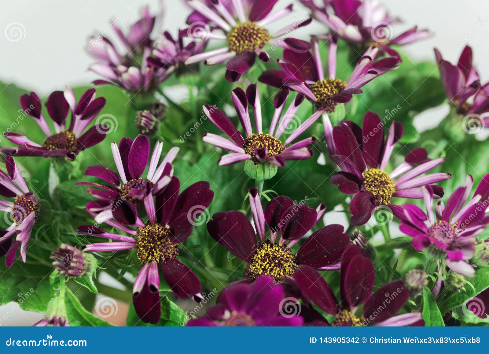 Flowers of a Cineria, Pericallis X Hybrida Stock Photo - Image of ...