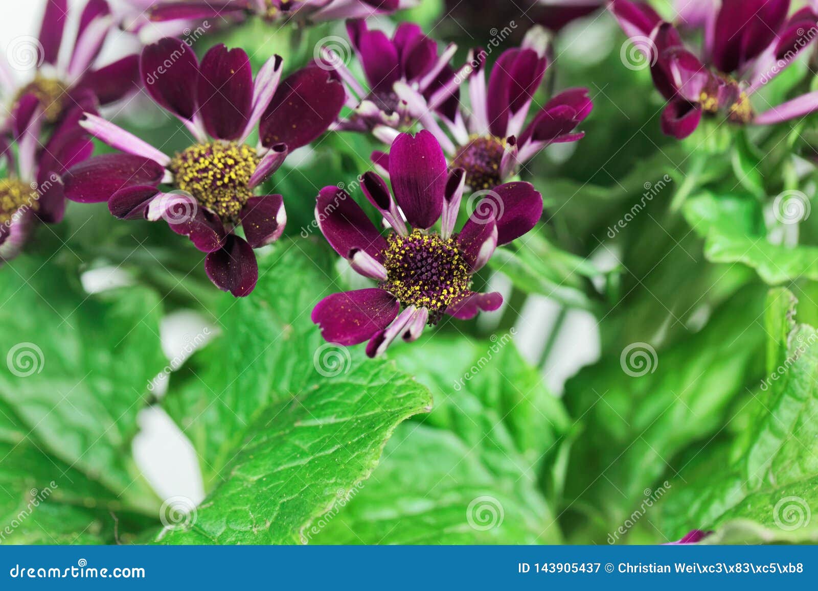Flowers of a Cineria, Pericallis X Hybrida Stock Image - Image of ...