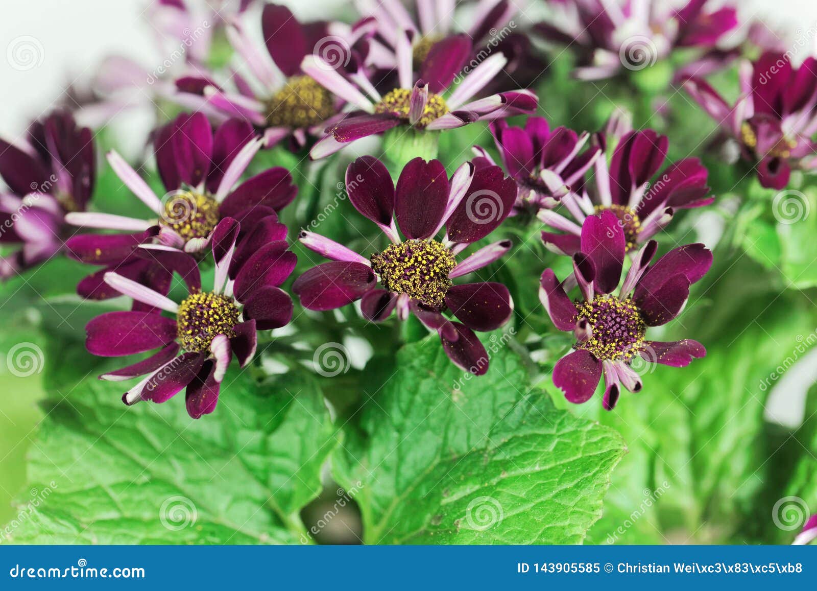 Flowers of a Cineria, Pericallis X Hybrida Stock Image - Image of ...