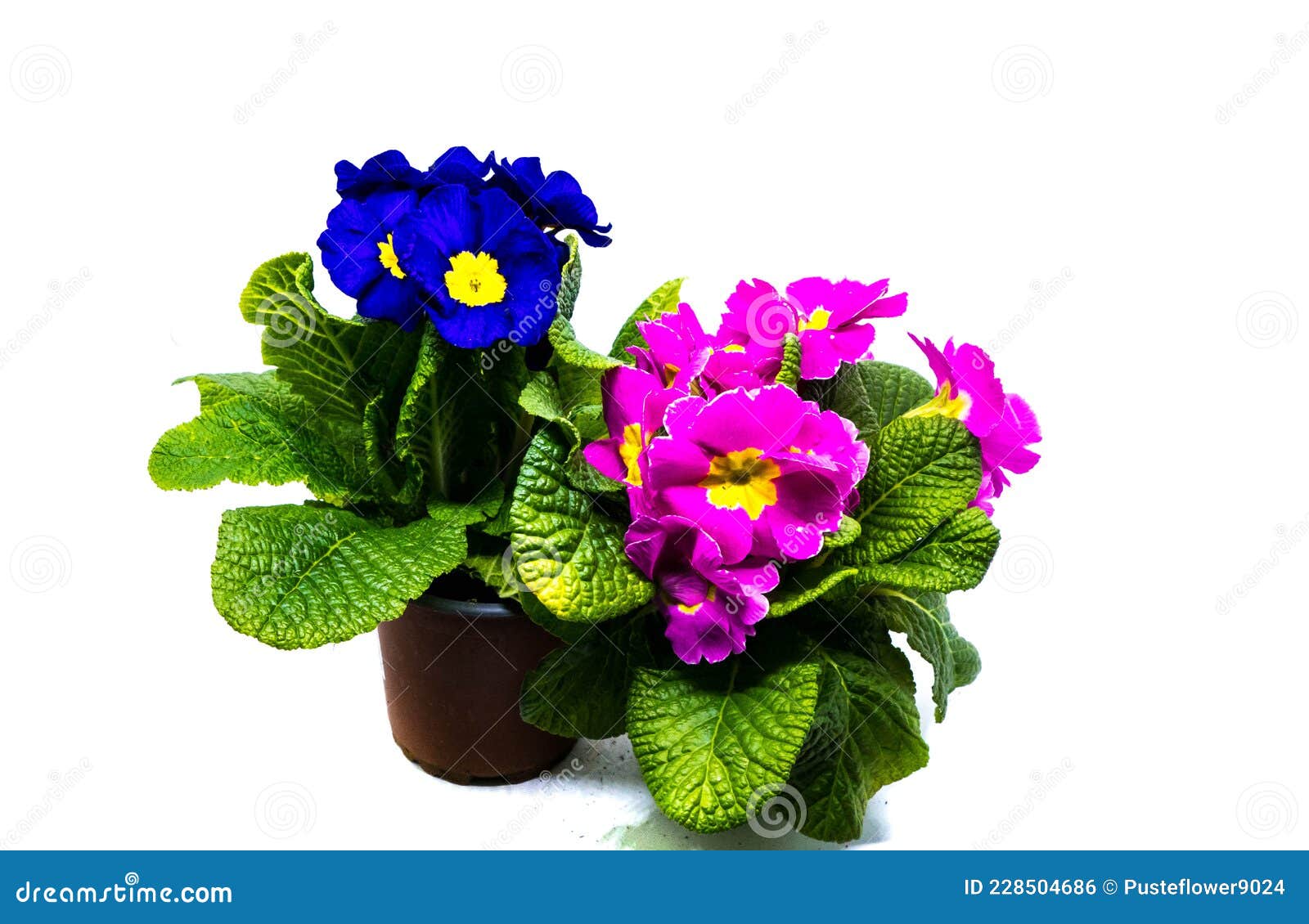 Blue and Violet Primroses in Studio Stock Photo - Image of beautiful ...