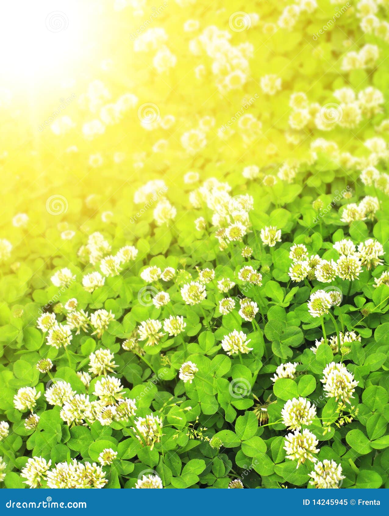 Flowers of clover stock image. Image of beautiful, ireland - 14245945