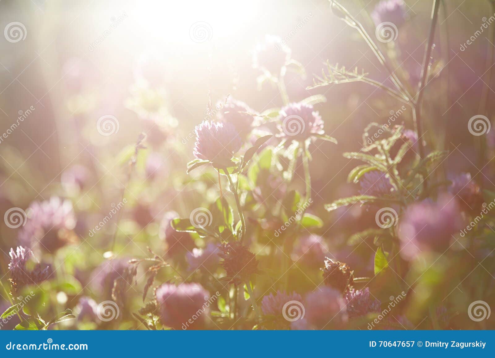 Flowers of Clover in the Sunset Stock Image - Image of nature ...