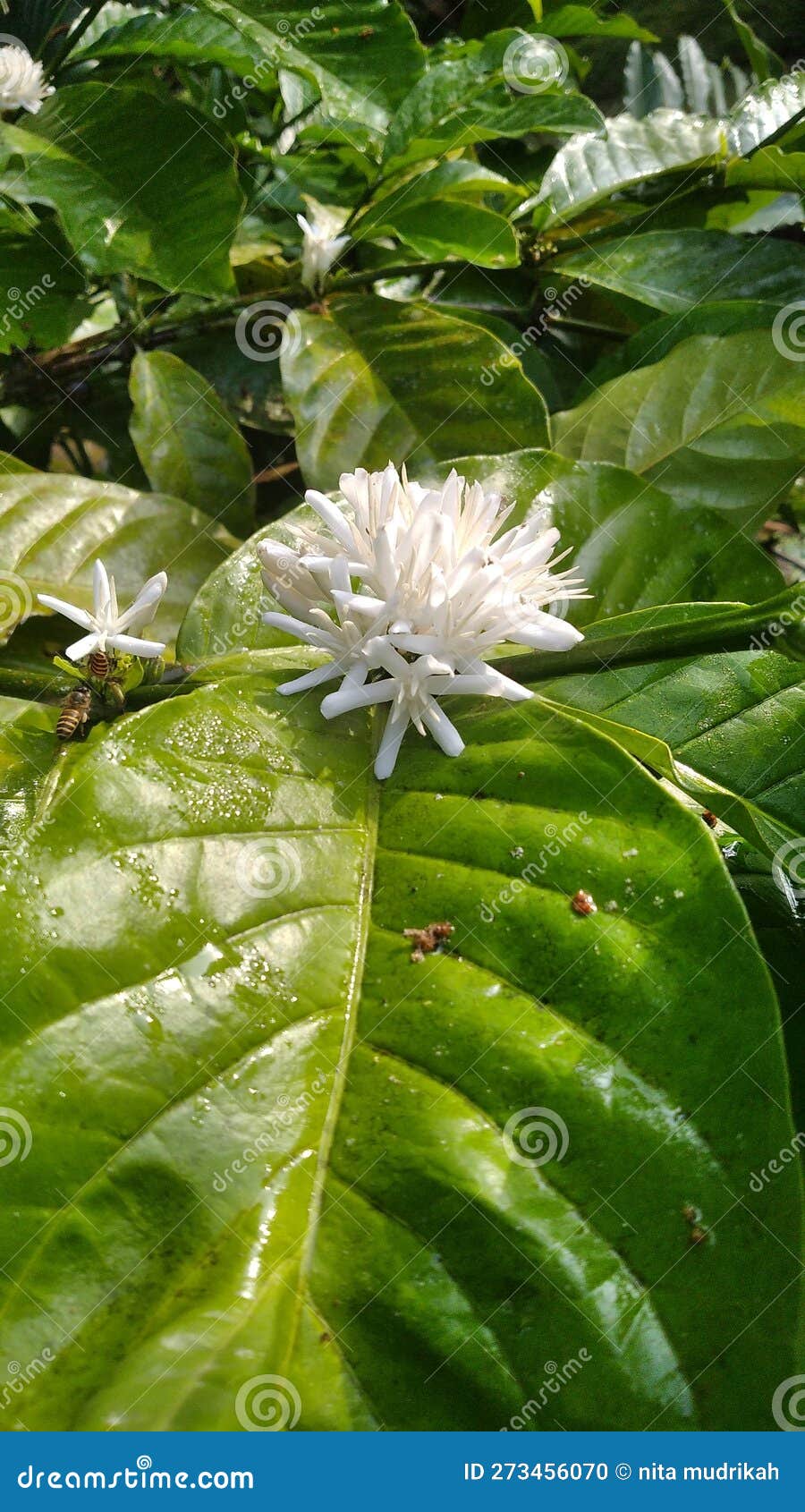 The Flowers of the Coffee Tree are White Stock Photo - Image of tree ...