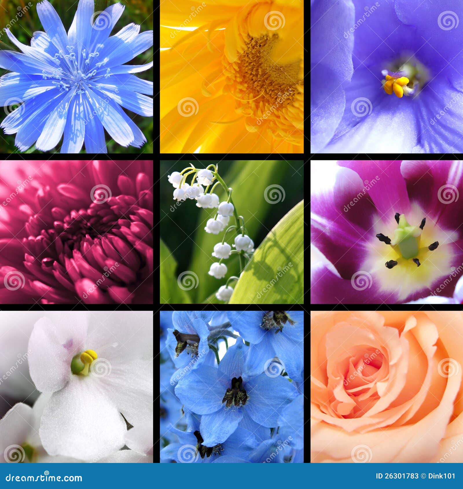 Flowers collage stock image. Image of environment, closeup - 26301783