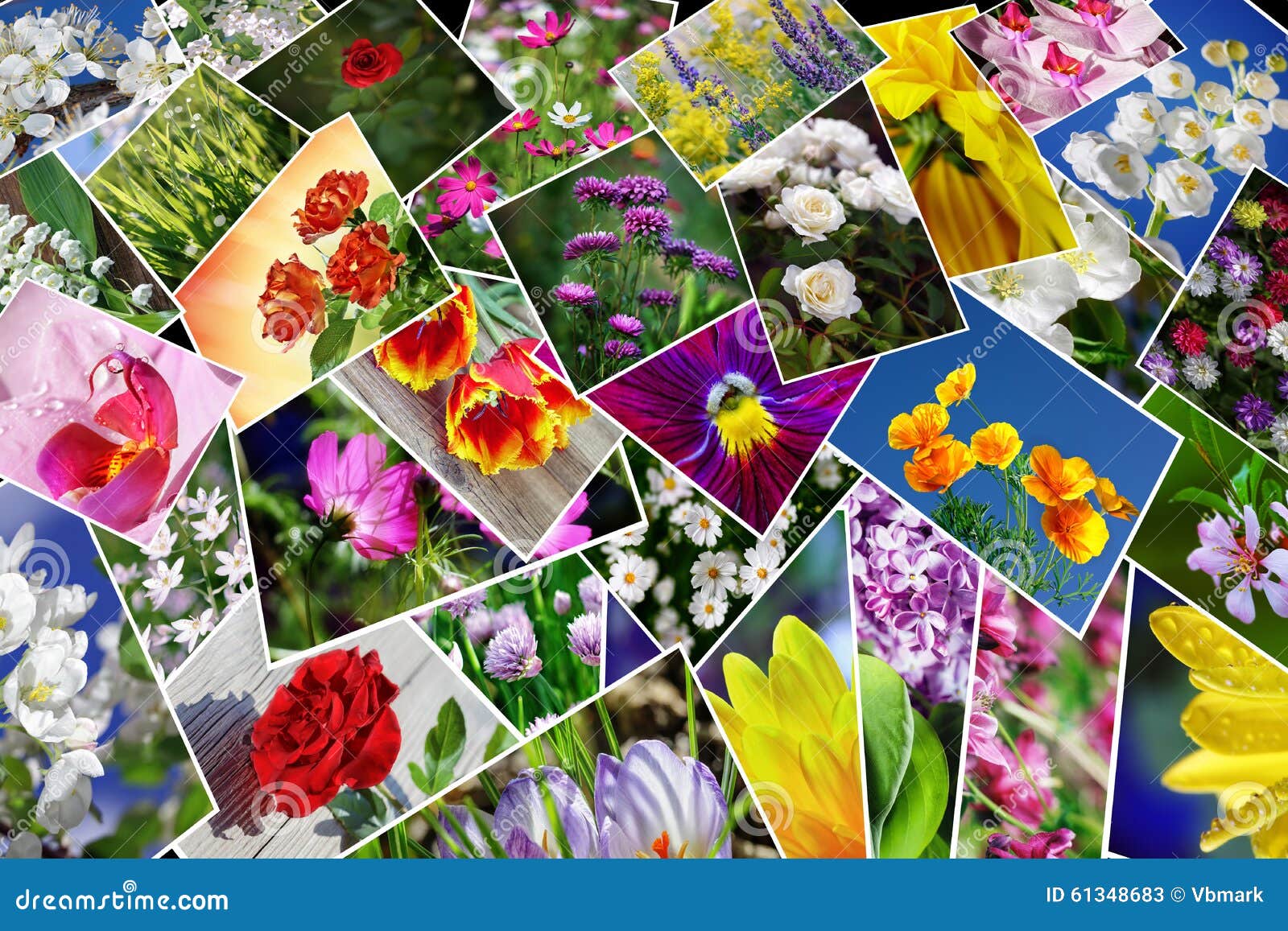 Flowers collage. stock image. Image of lilac, nature - 61348683