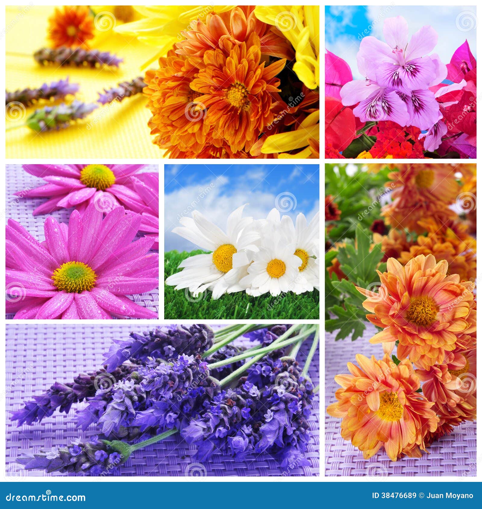 Flowers collage stock image. Image of blooming, natural - 38476689