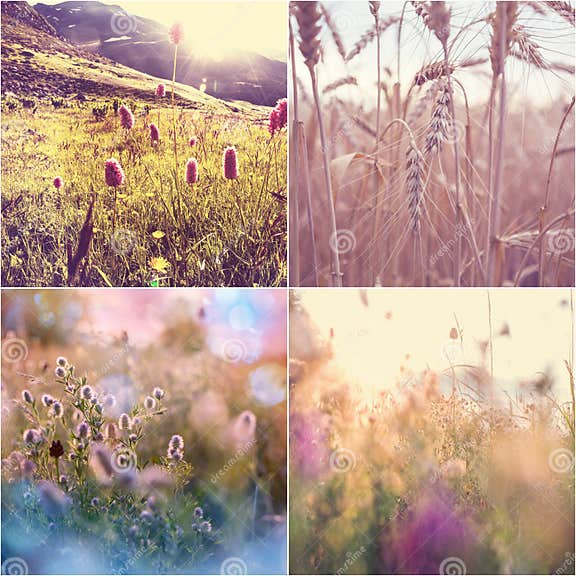 Flowers collage stock photo. Image of season, field, flower - 54169394