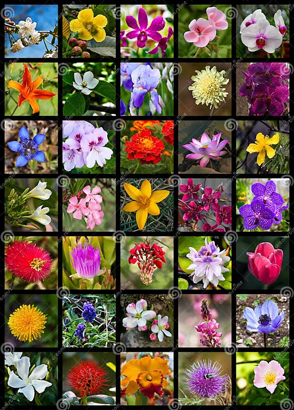 Flowers Collage stock image. Image of collage, collection - 36710603