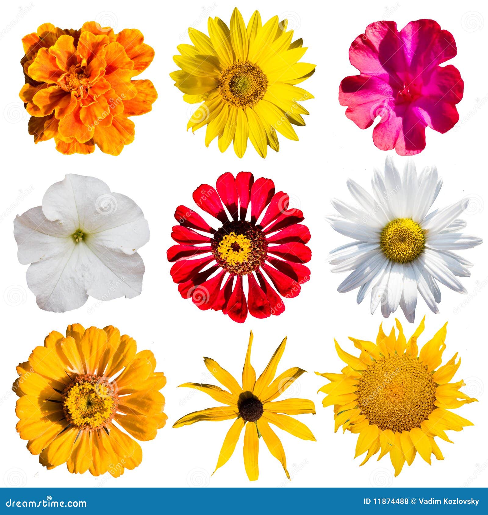 Flowers collection stock photo. Image of colour, gerbera - 11874488