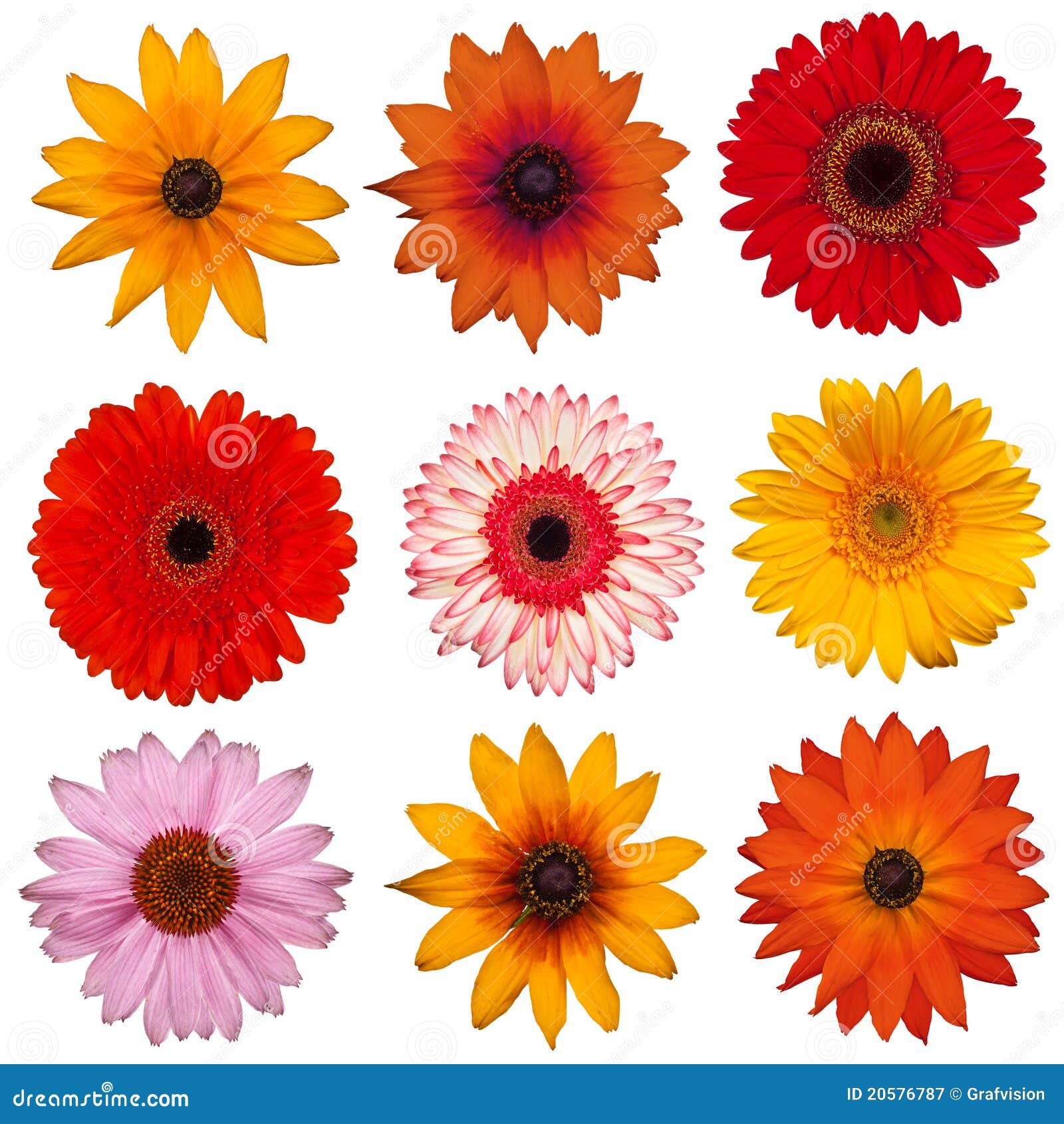 Flowers collection stock image. Image of natural, plant - 20576787
