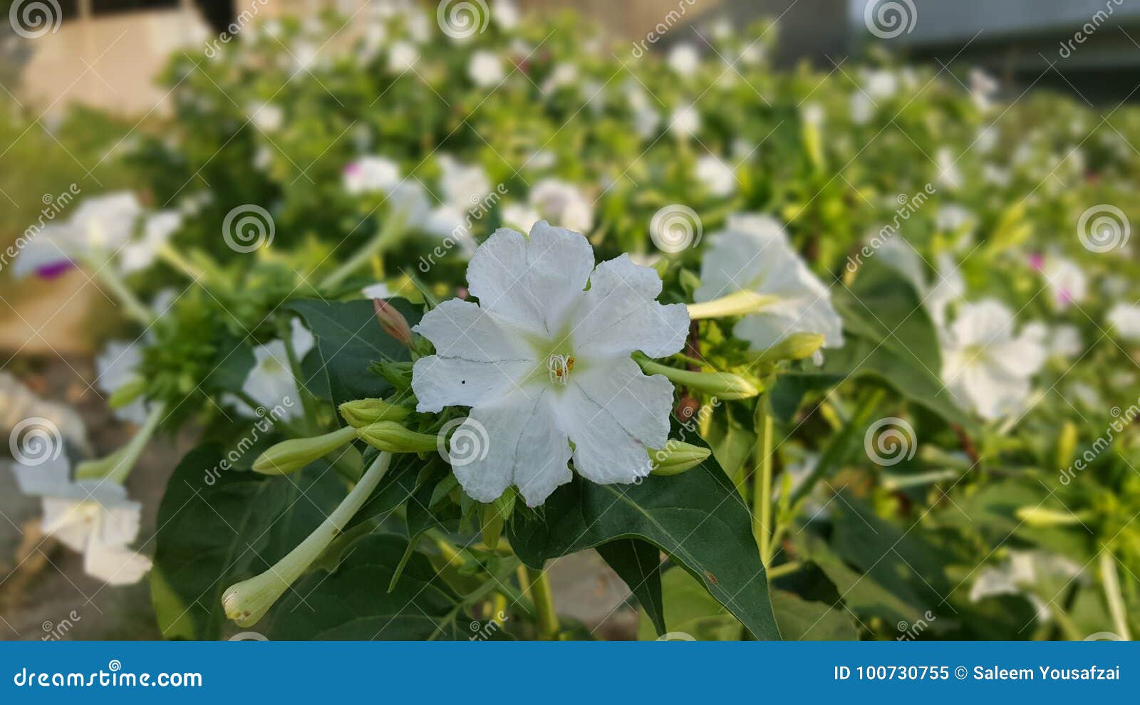 Flowers stock image. Image of eyecatching, flower, beautiful - 100730755
