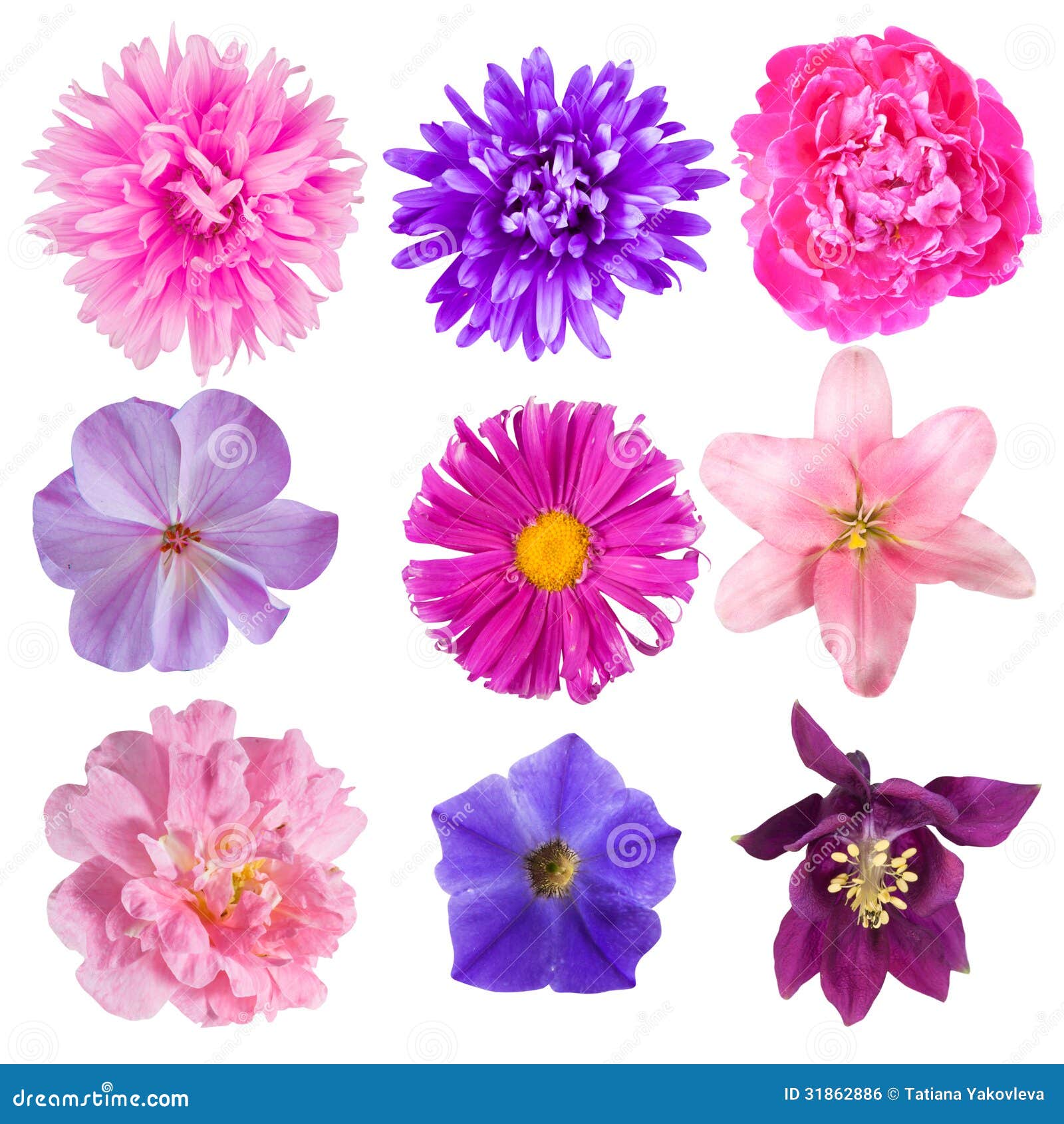 Flowers stock photo. Image of colorful, lily, astra, isolated - 31862886