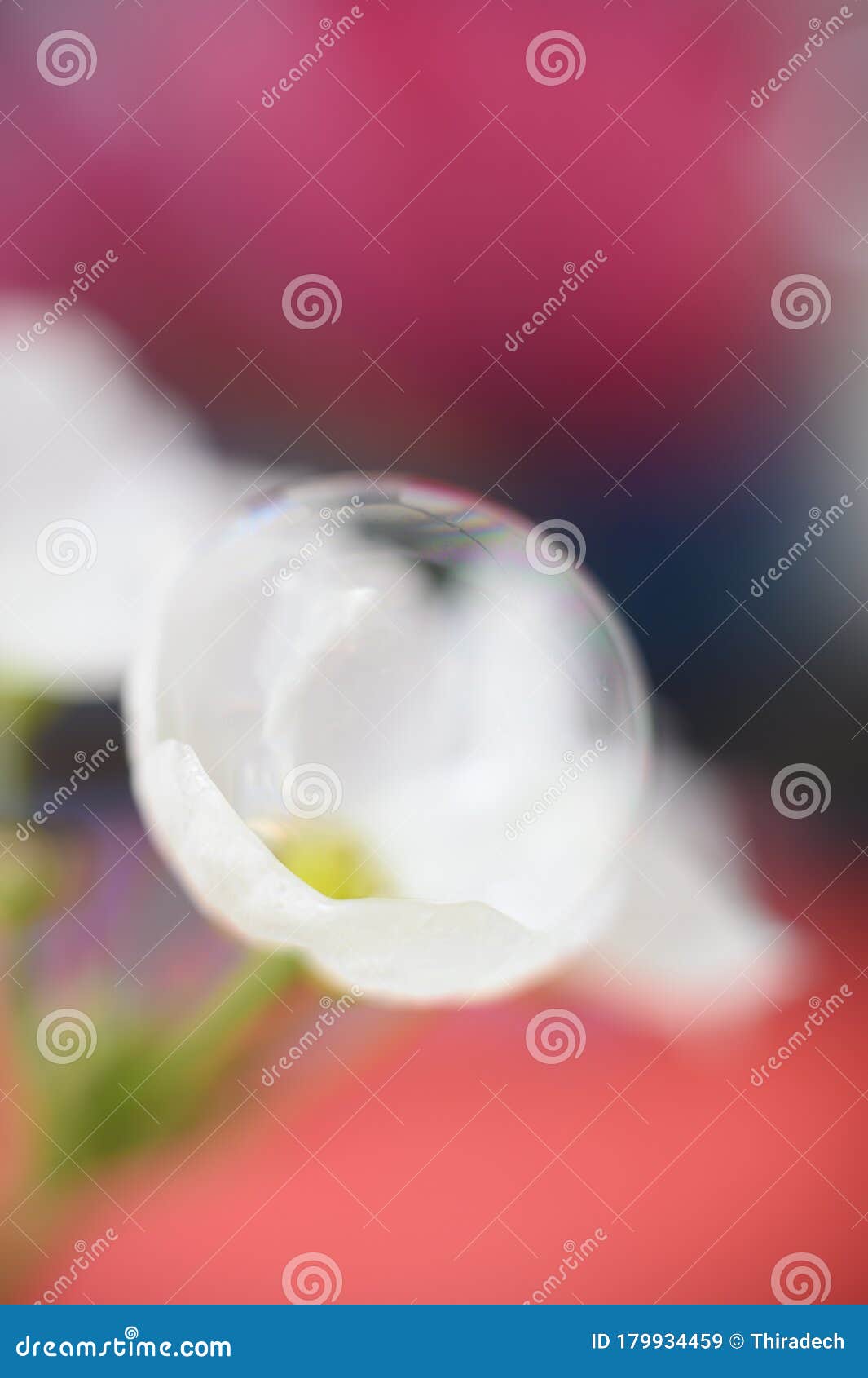Flowers are Colorful, Sweet in a Soft Style Stock Image - Image of ...
