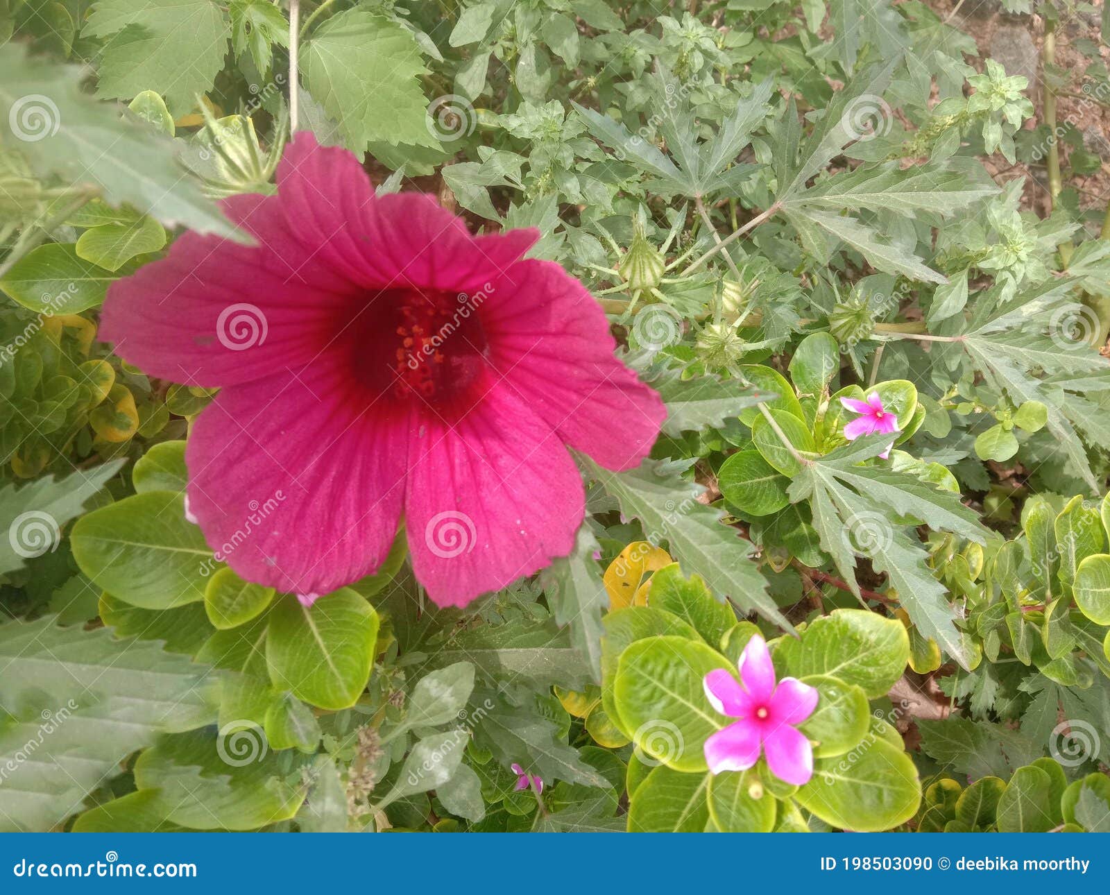 Flowers in Colorfully Outlook Capture Stock Photo - Image of outlook ...