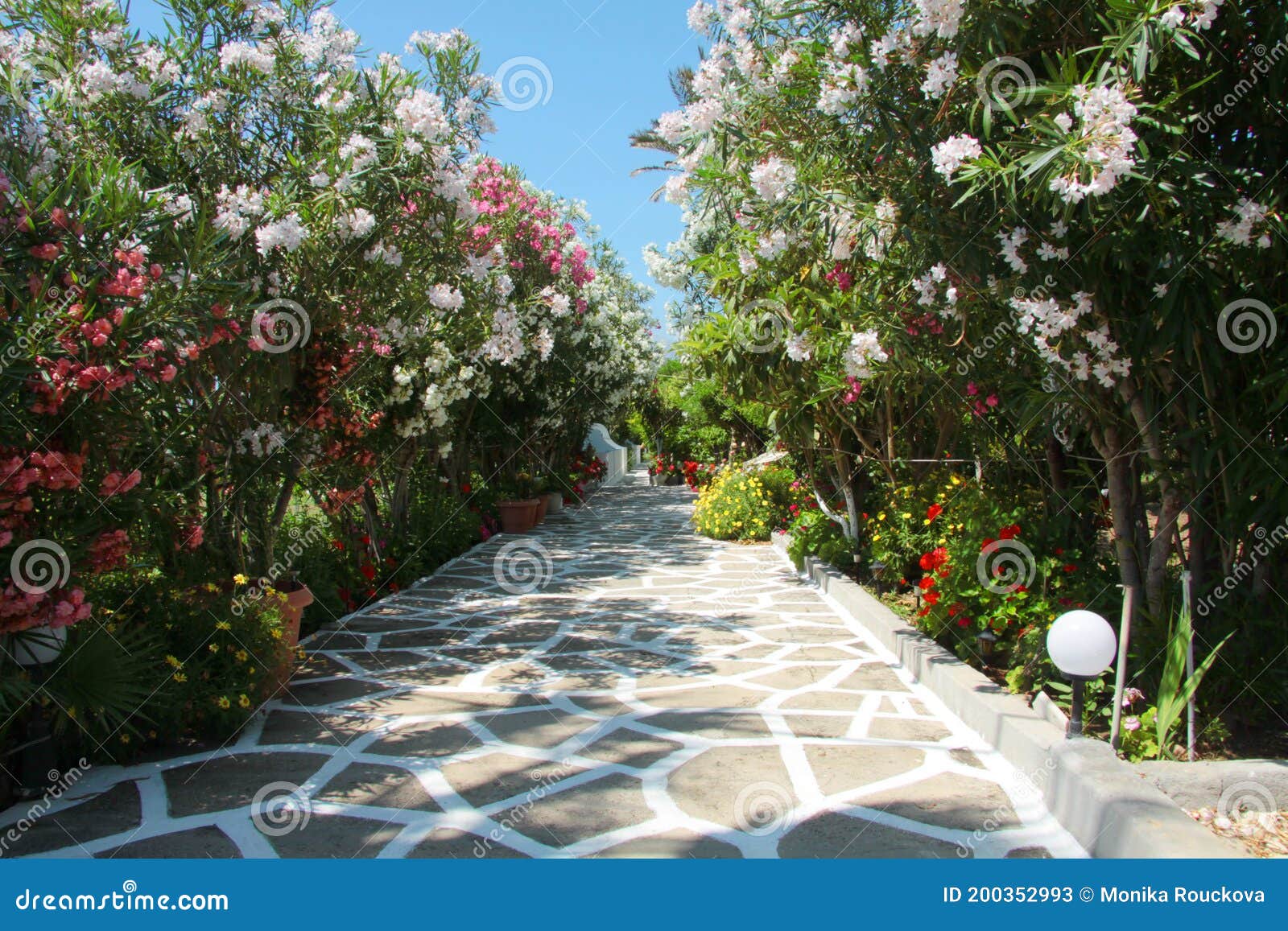 Flowers Colors Way Corridor Plants Roses Stock Image - Image of plants ...