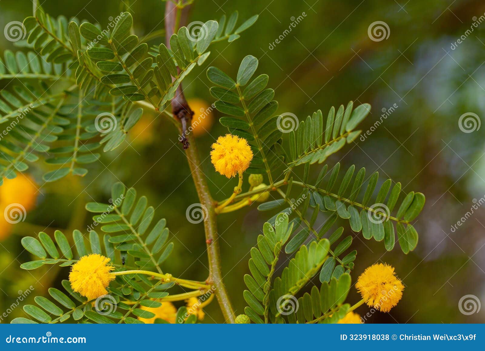 Flowers of a Common Acacia, Vachellia Karroo Stock Photo - Image of ...