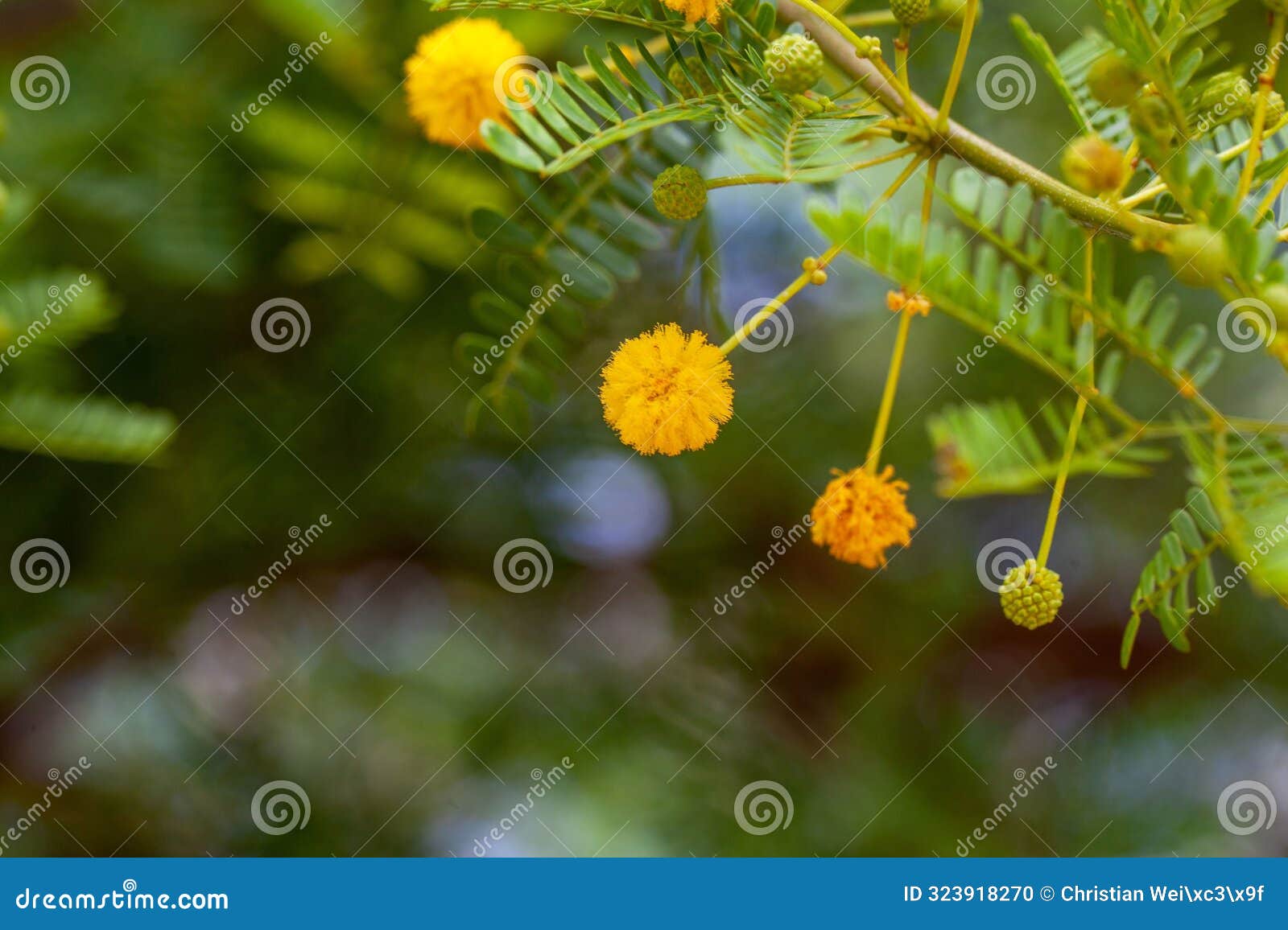 Common Acacia Blue Butterfly Stock Photo | CartoonDealer.com #22168296