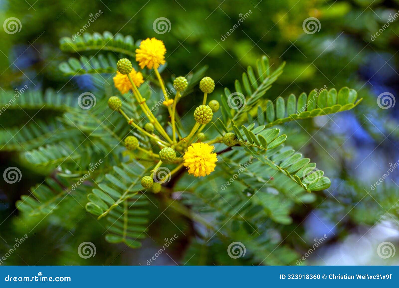 Flowers of a Common Acacia, Vachellia Karroo Stock Photo - Image of ...