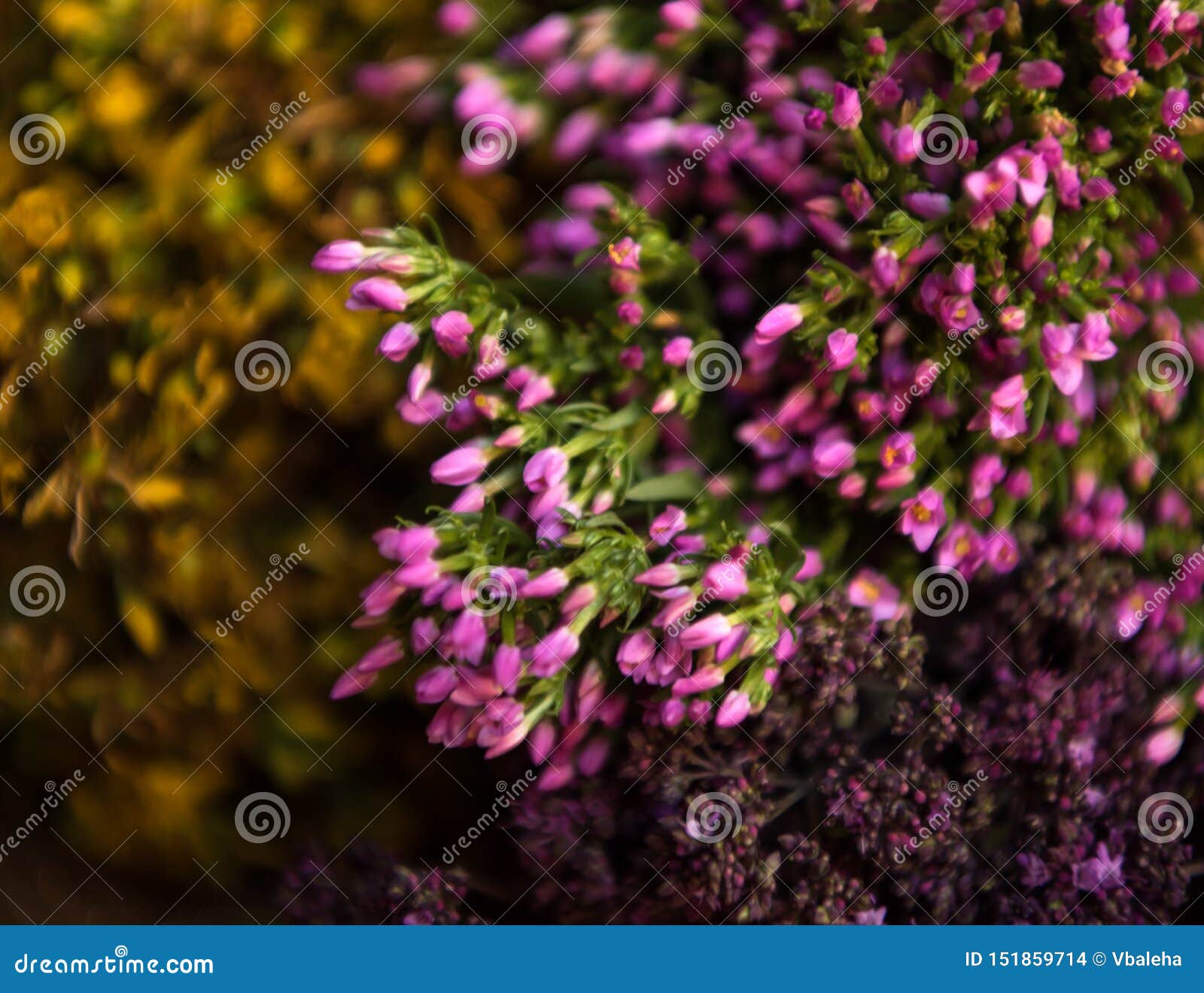 Flowers of common centaury stock photo. Image of wildflower - 151859714