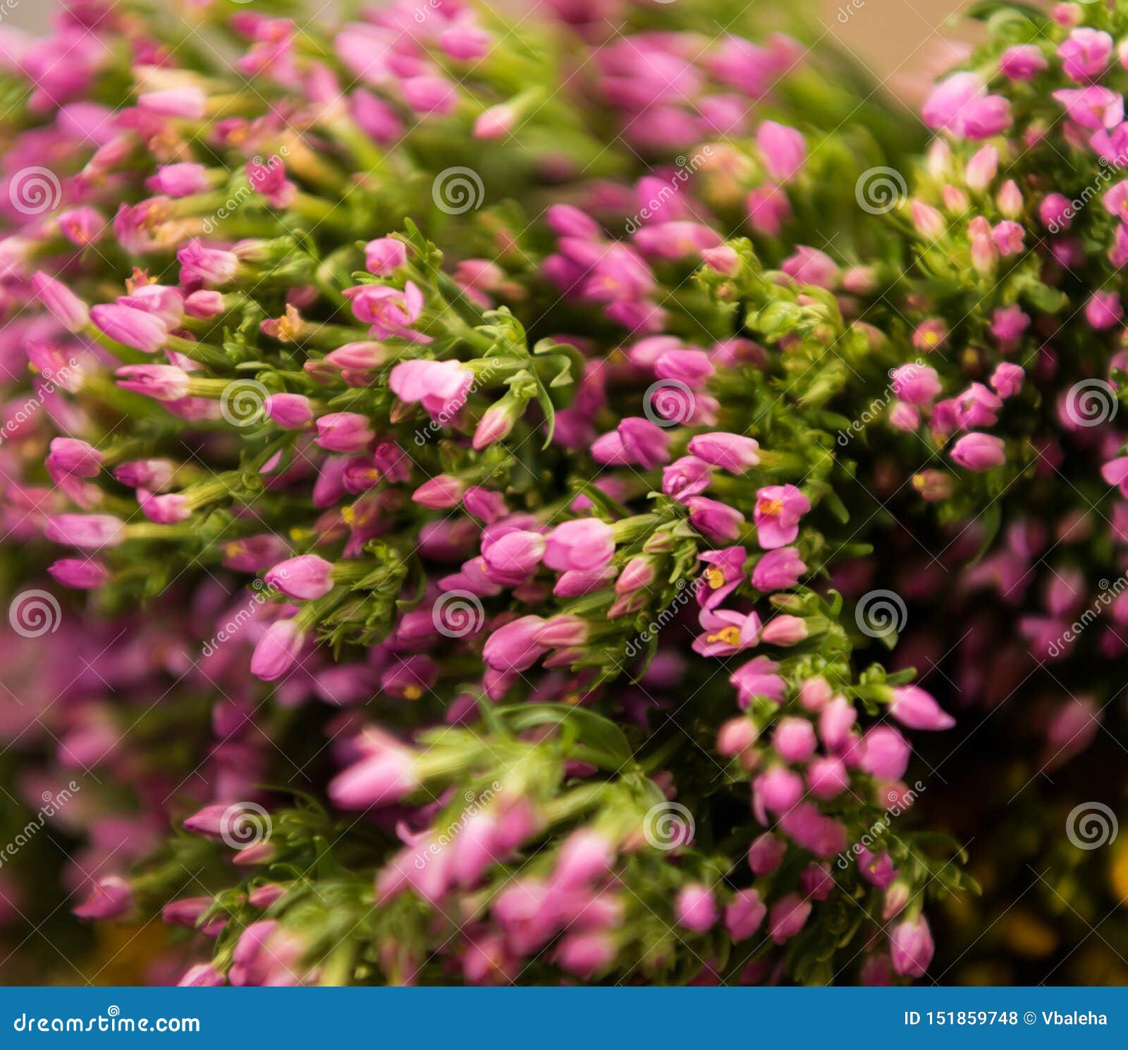 Flowers of common centaury stock photo. Image of blooming - 151859748