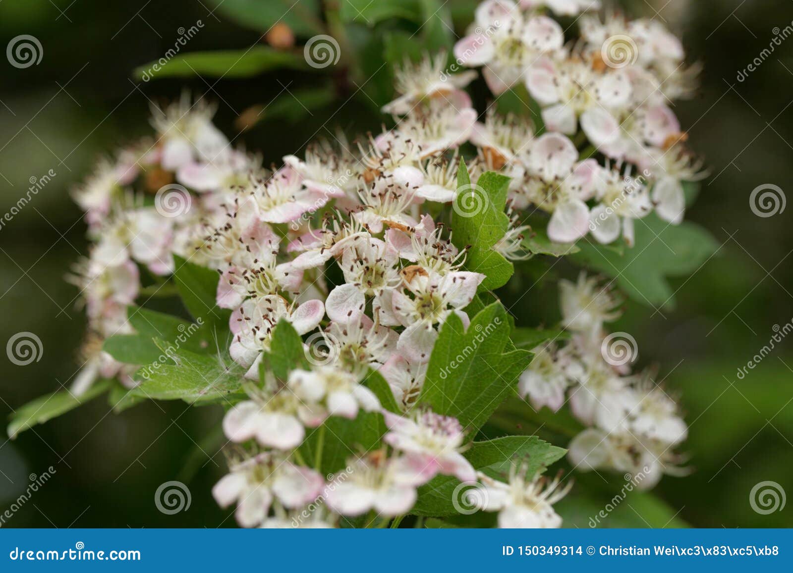 Flowers of a Common Hawthorn, Crataegus Monogyna Stock Photo - Image of ...