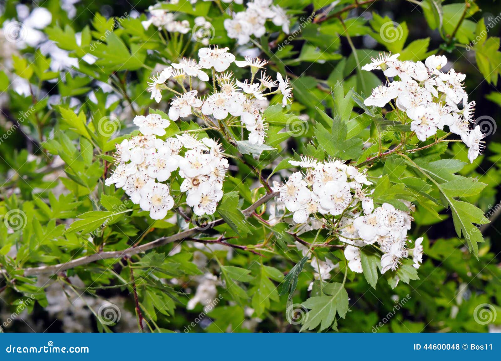 Flowers of Common Hawthorn (Crataegus Monogyna) Stock Photo - Image of ...