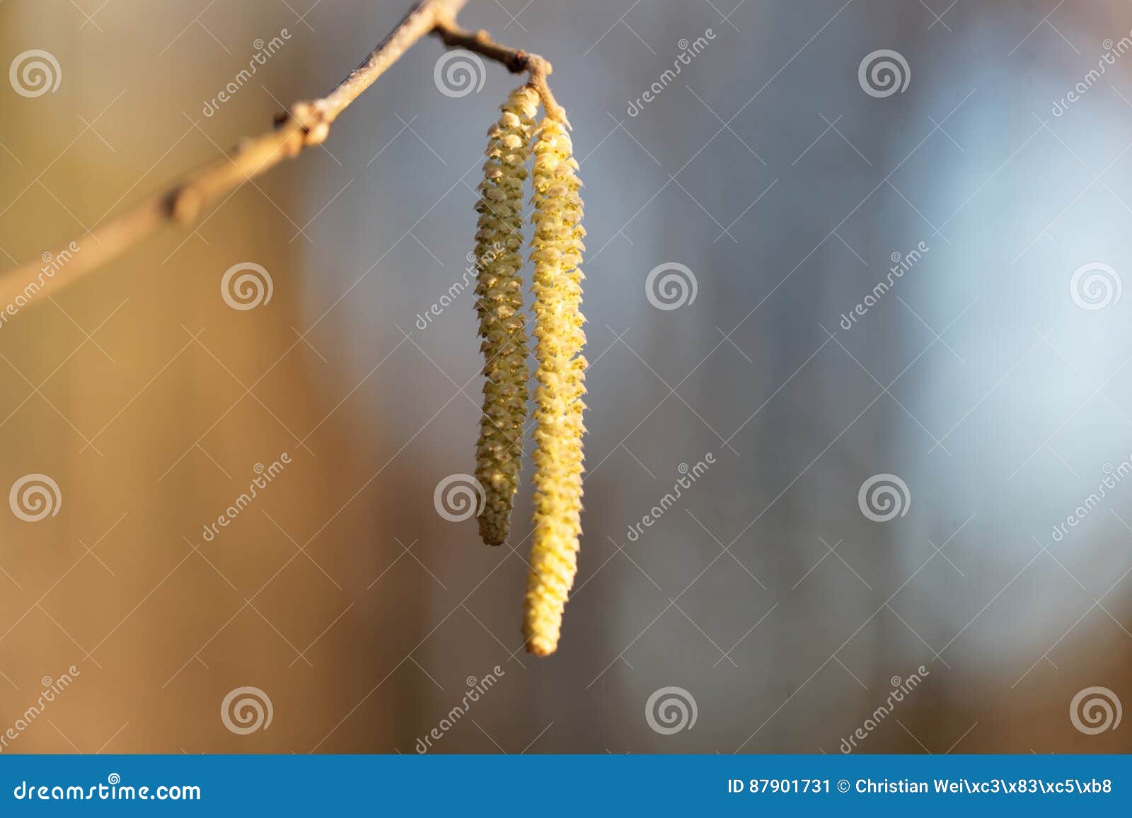 Flowers of a common hazel stock image. Image of bush - 87901731