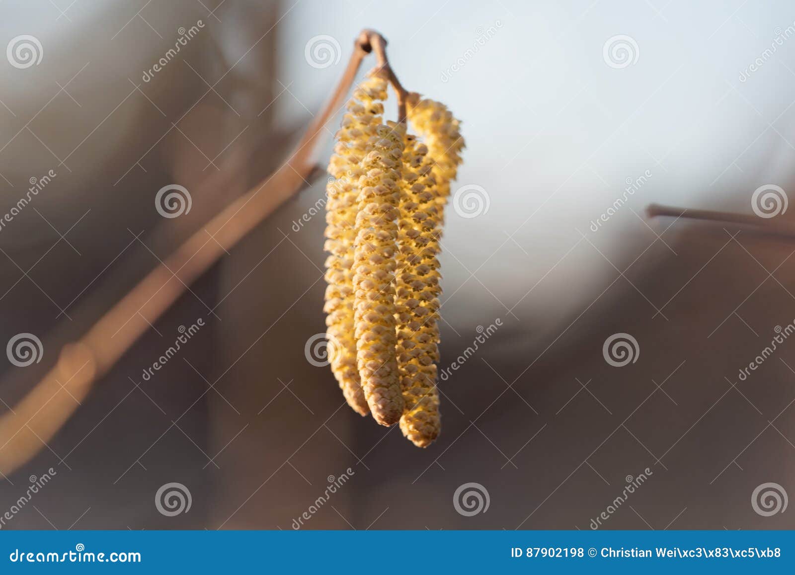 Flowers of a common hazel stock photo. Image of botany - 87902198