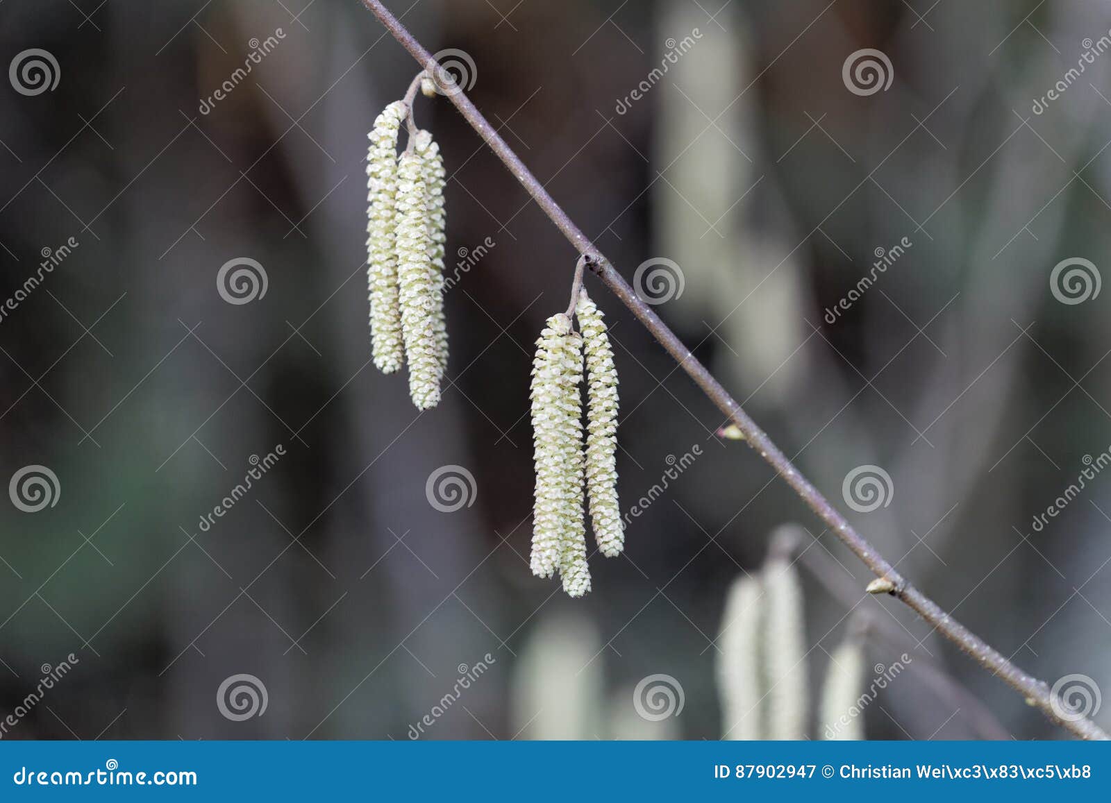Flowers of a common hazel stock image. Image of close - 87902947