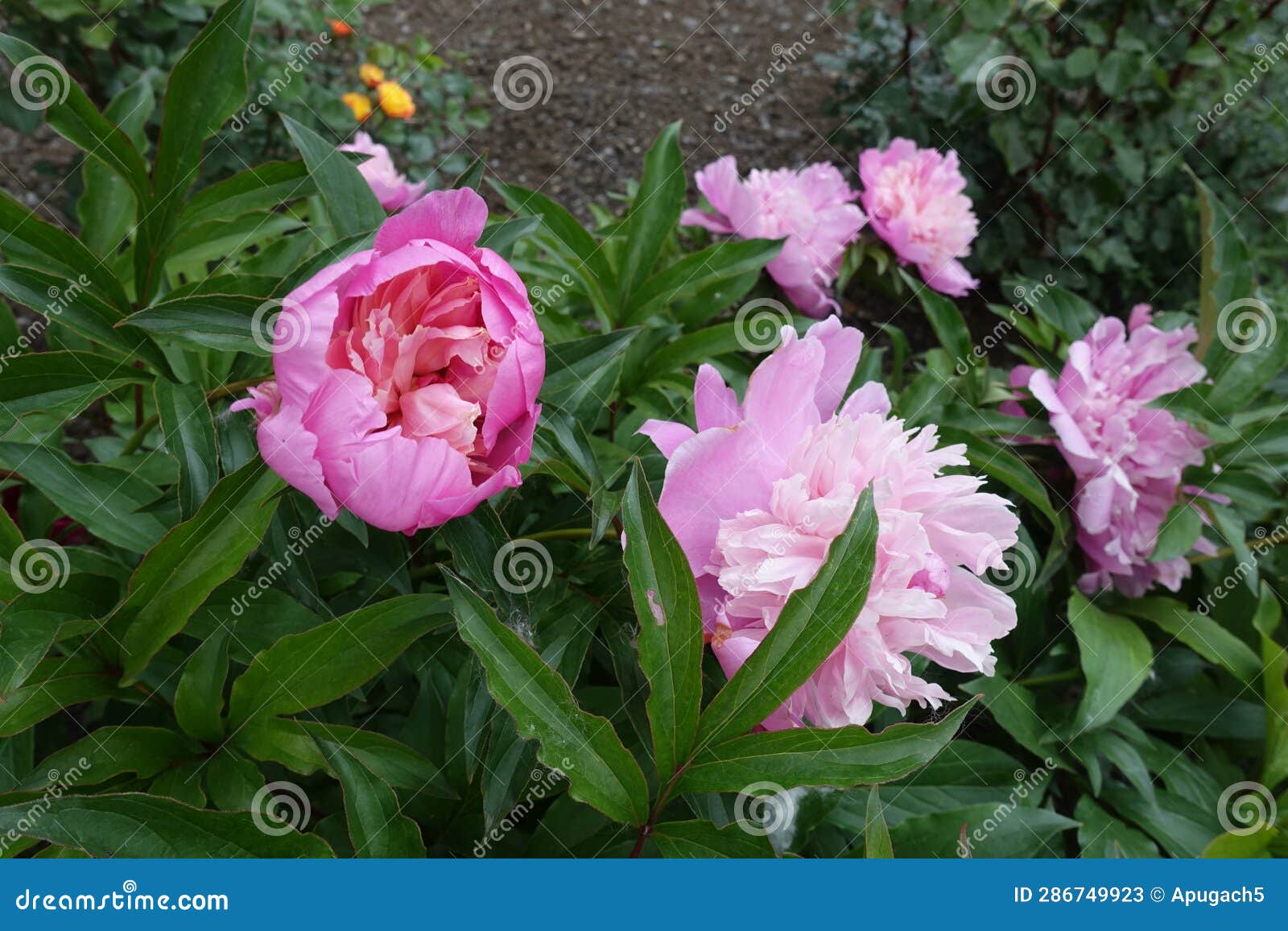 5 Flowers of Peonies in Shades of Pink in May Stock Image - Image of ...