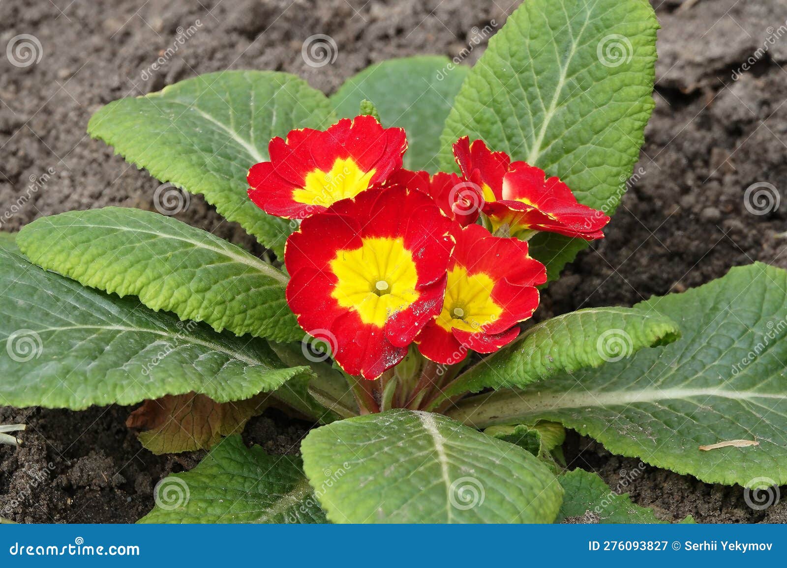 Flowers Common Primrose or Primrose Stock Image - Image of background ...