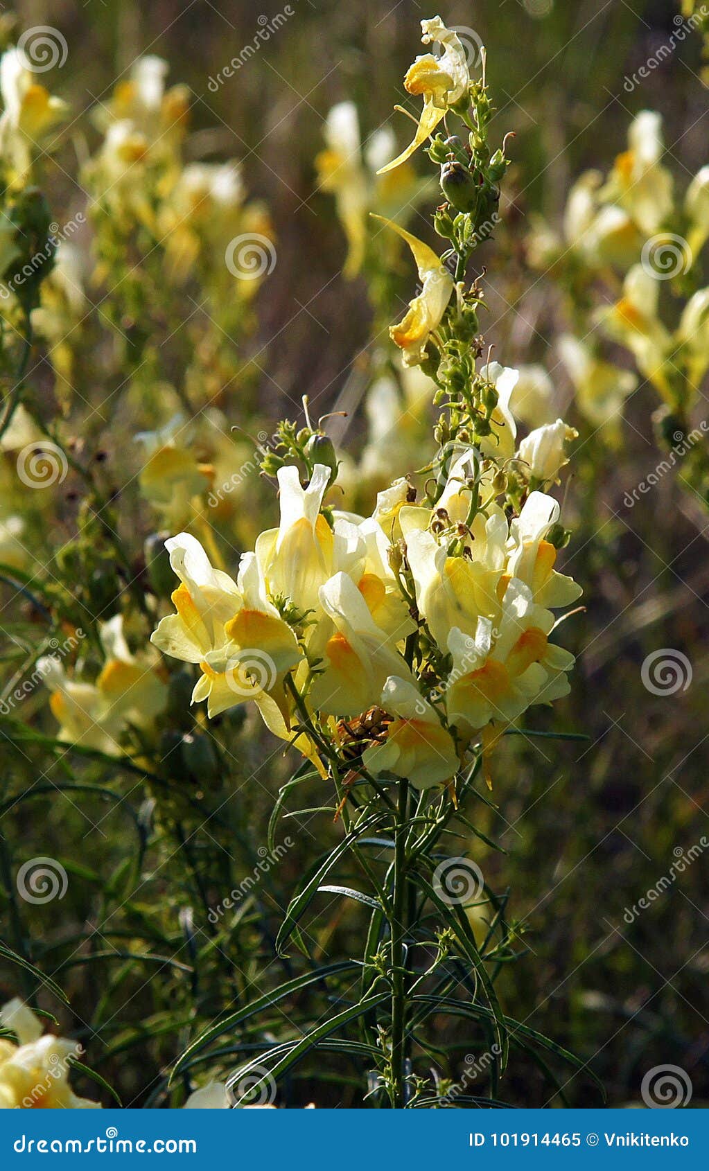 Flowers of common toadflax stock image. Image of natural - 101914465