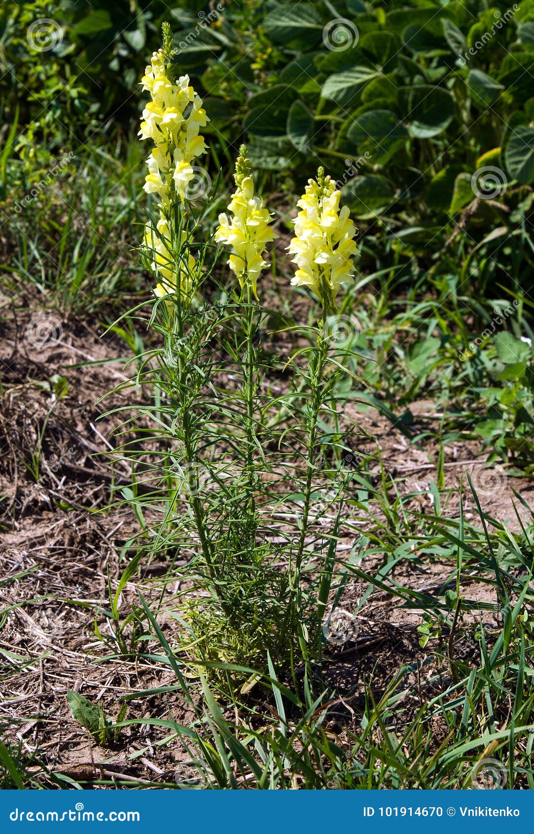 Flowers of common toadflax stock photo. Image of wild - 101914670