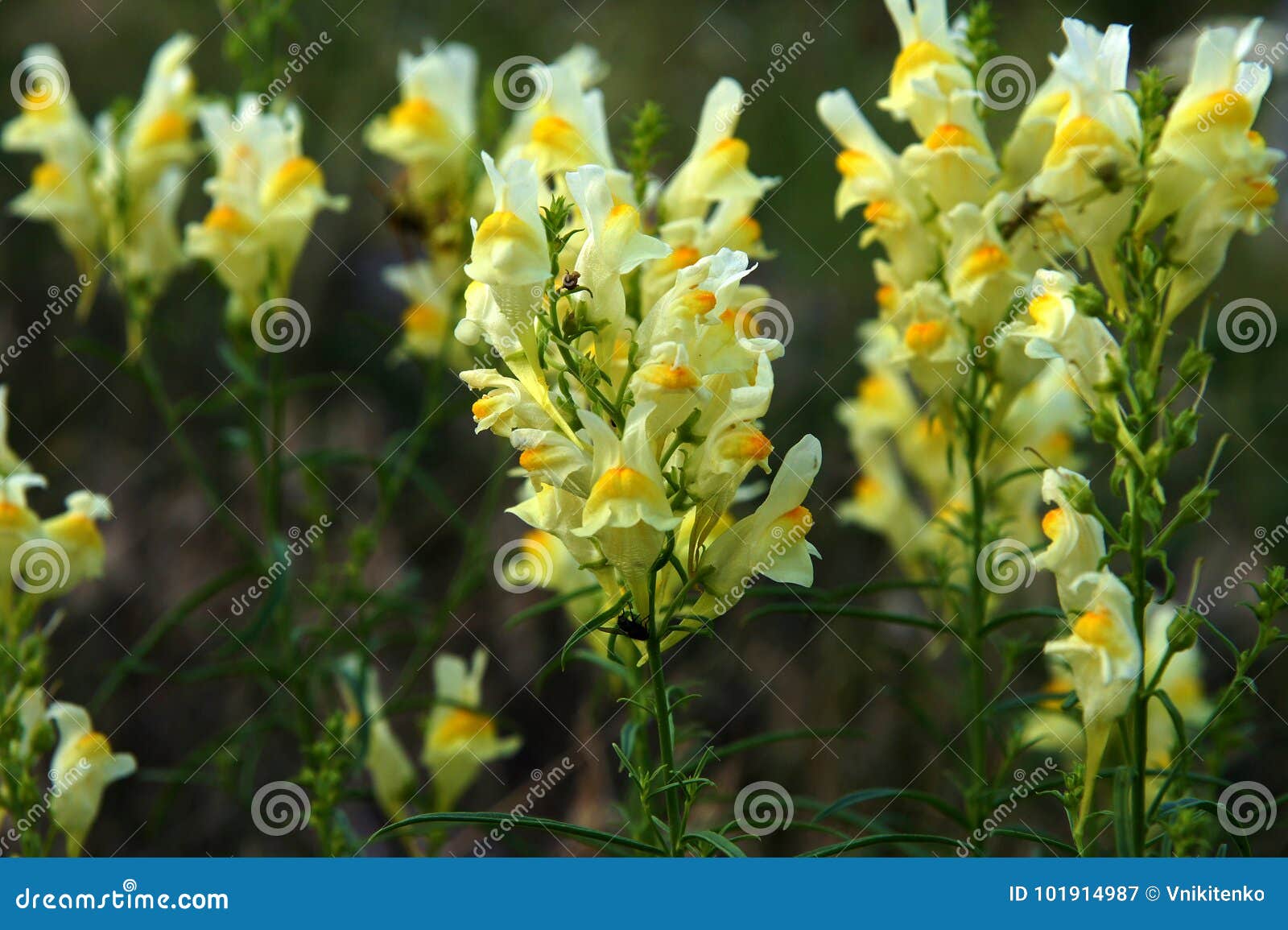 Flowers of common toadflax stock image. Image of toadflax - 101914987