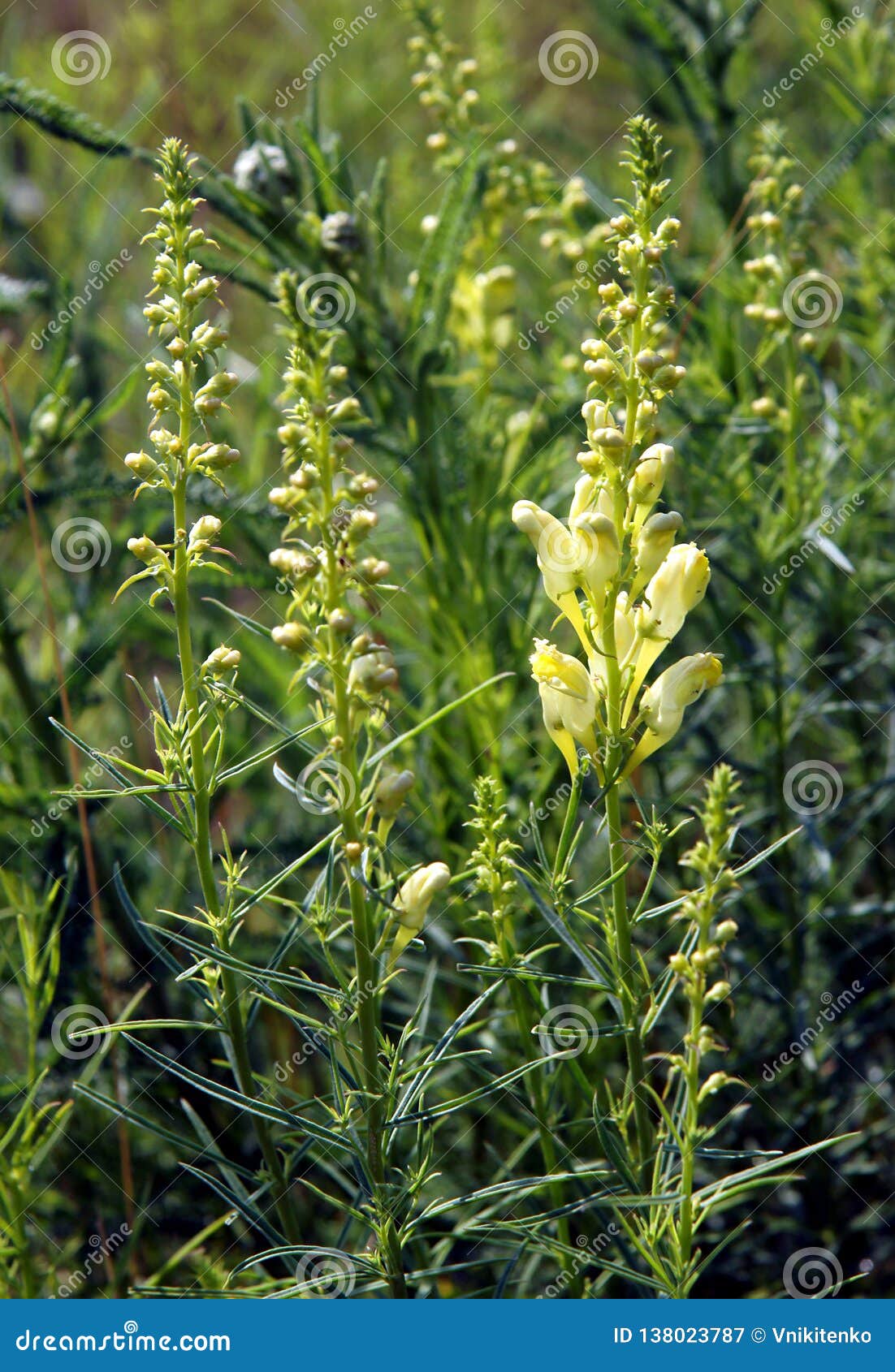 Flowers of common toadflax stock image. Image of nature - 138023787