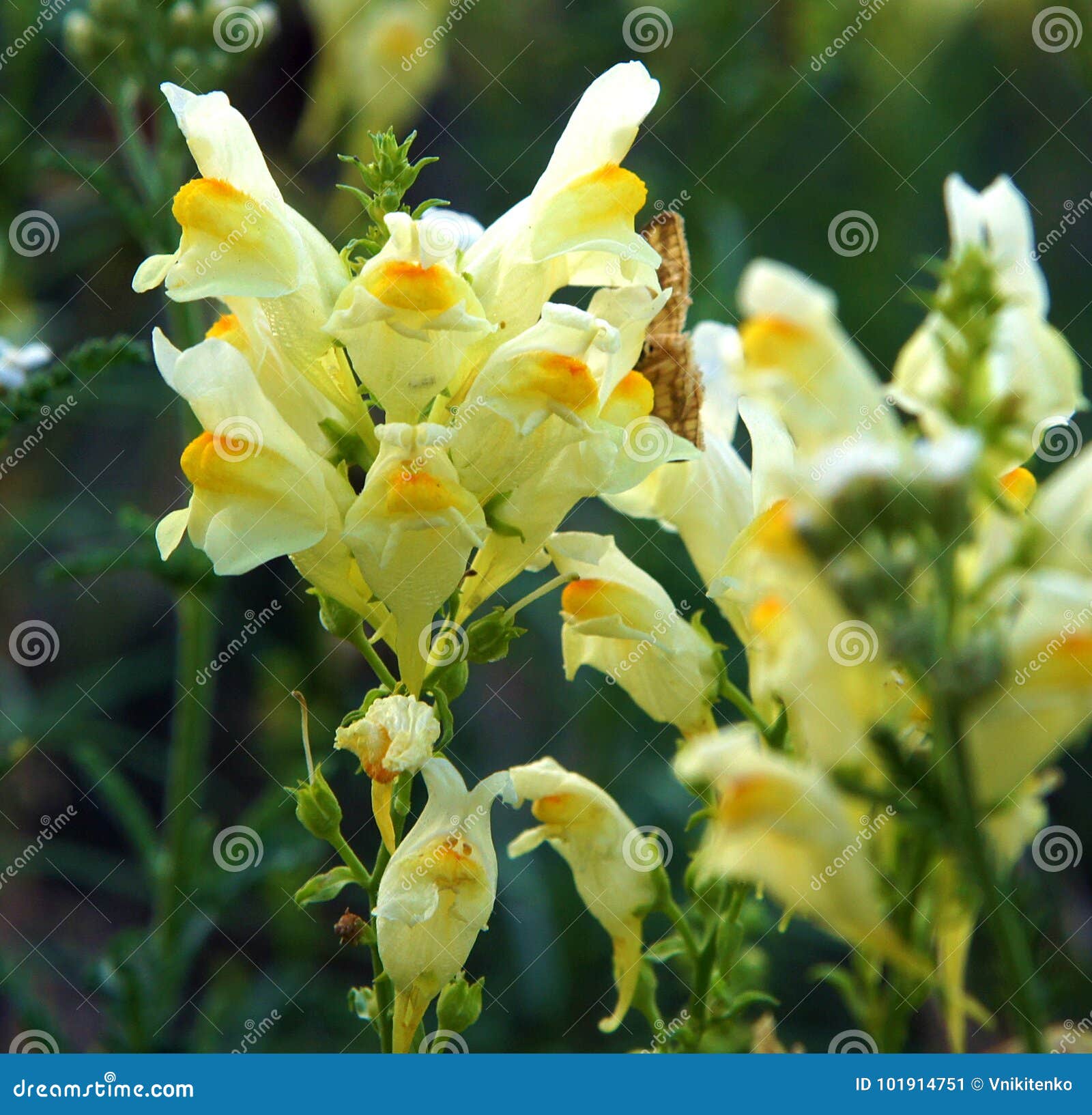 Flowers of common toadflax stock image. Image of outdoor - 101914751