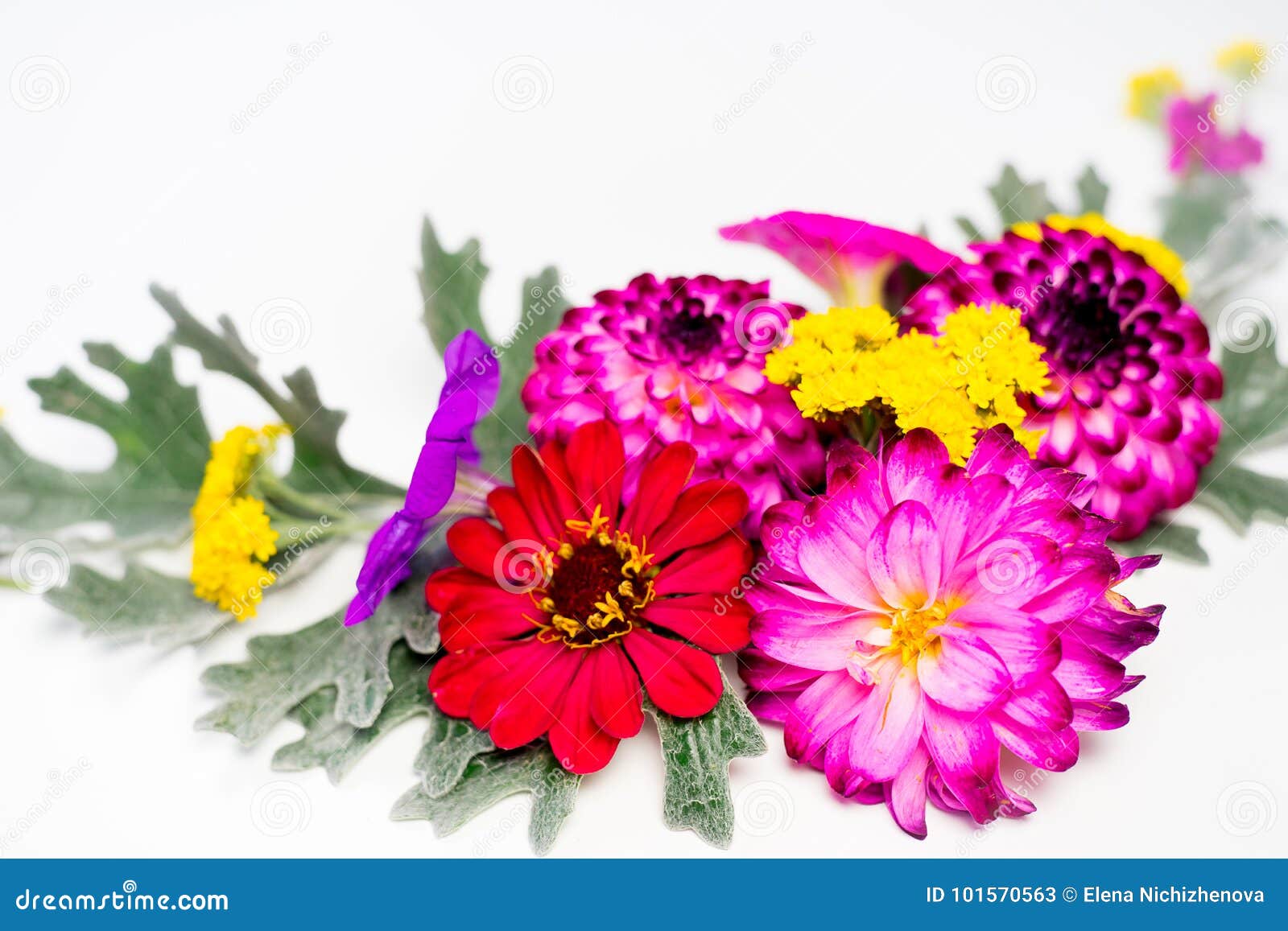 Flowers composition image stock image. Image of border - 101570563