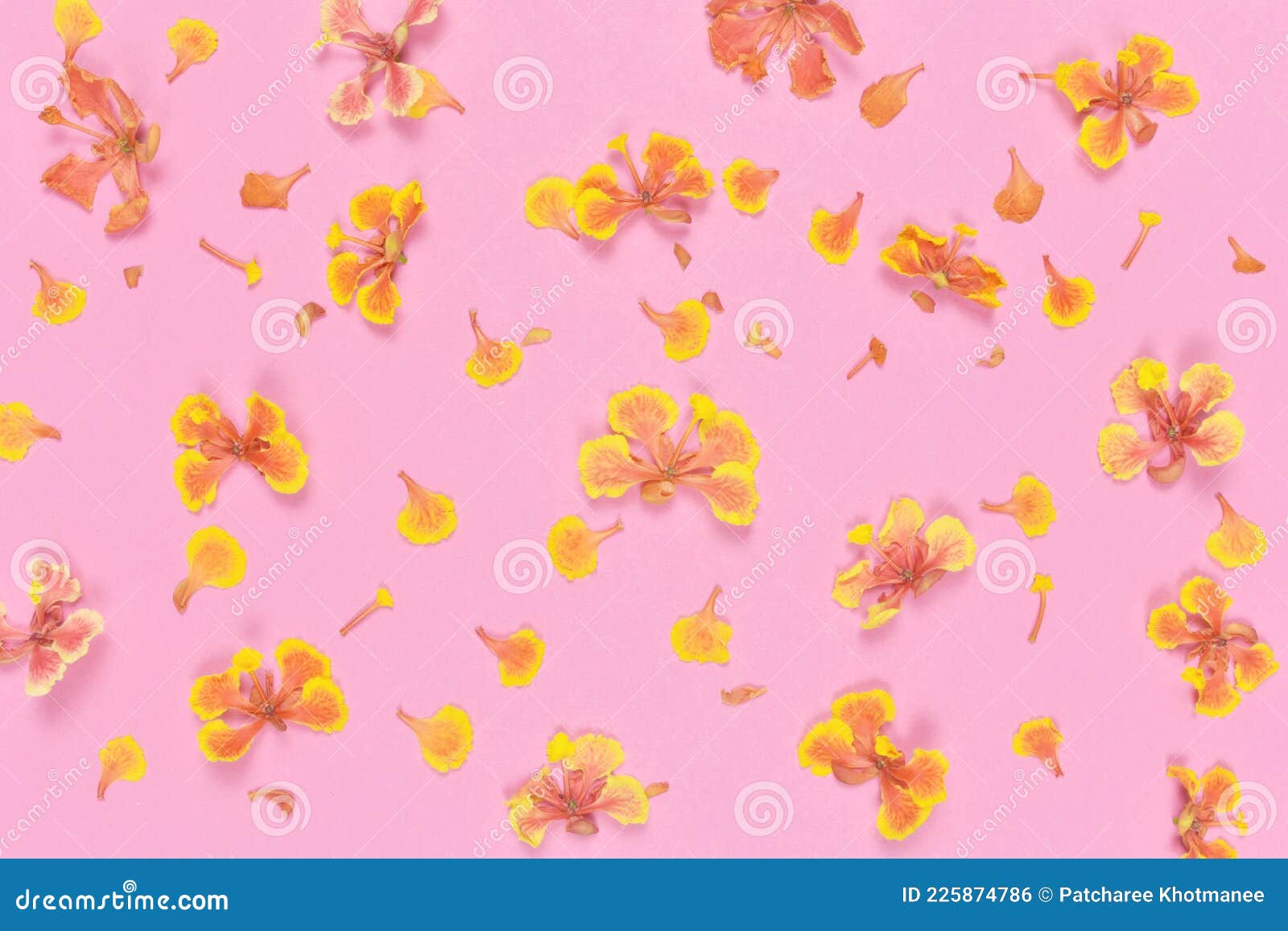 Flowers Composition. Pattern Made of Yellow Flam-boyant Flowers for ...