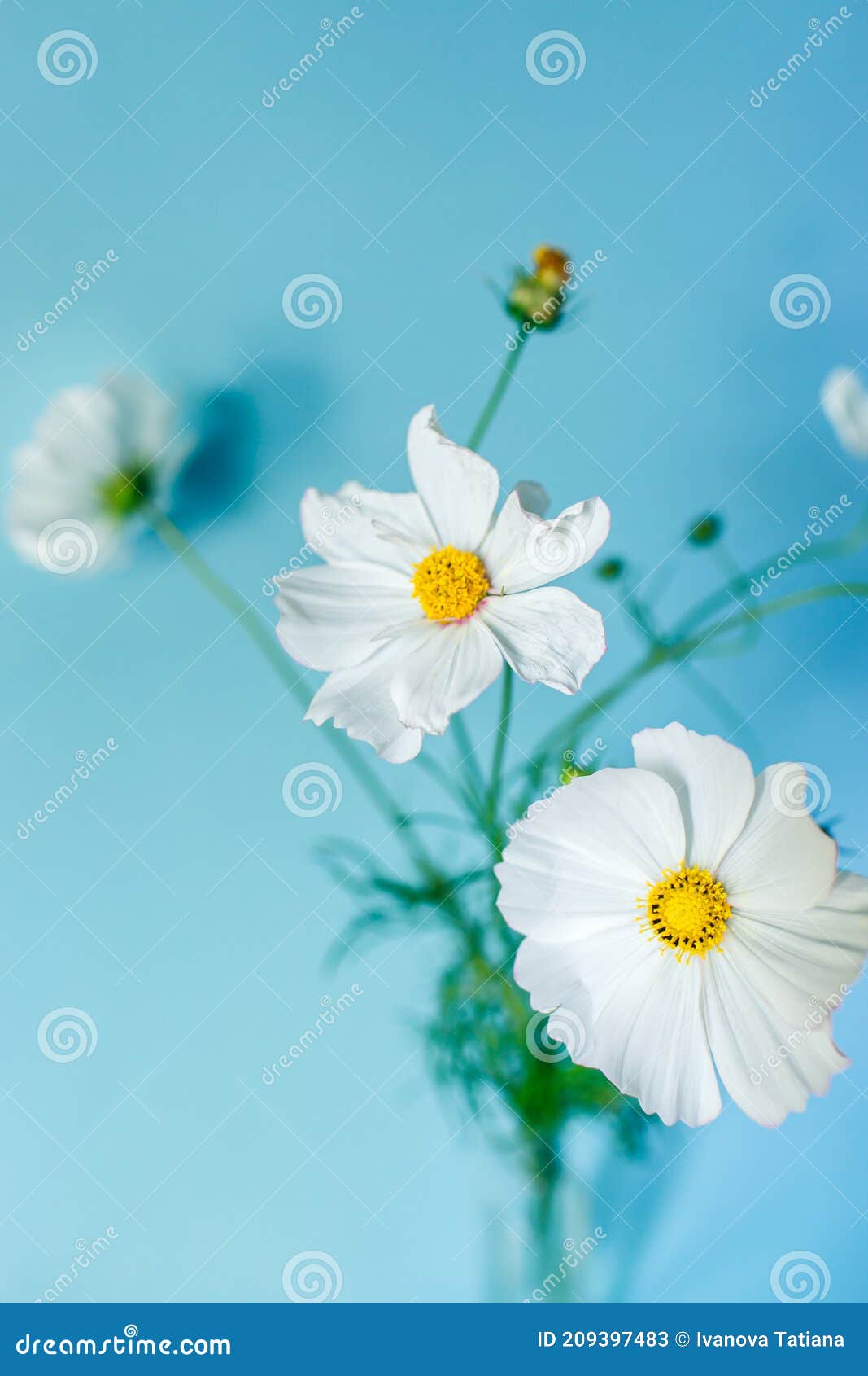 Flowers Composition. White Flowers Cosmos on Blue Background. Spring ...
