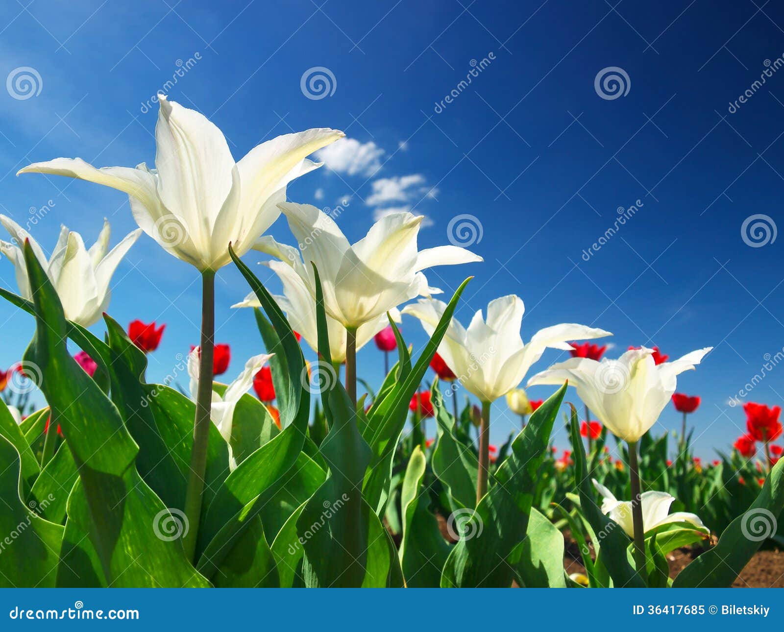 Flowers concept stock image. Image of bloom, fragility - 36417685